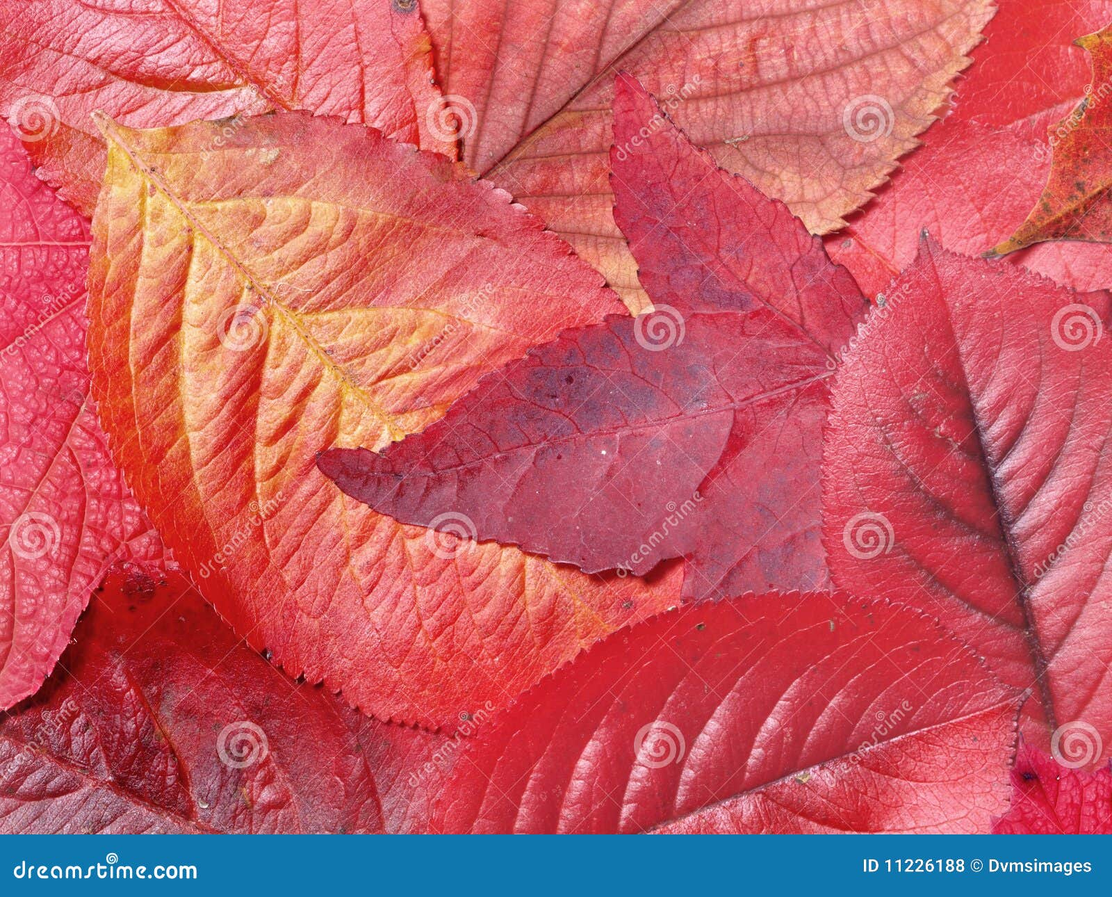 Hojas del rojo foto de archivo. Imagen de fondo, hoja - 11226188
