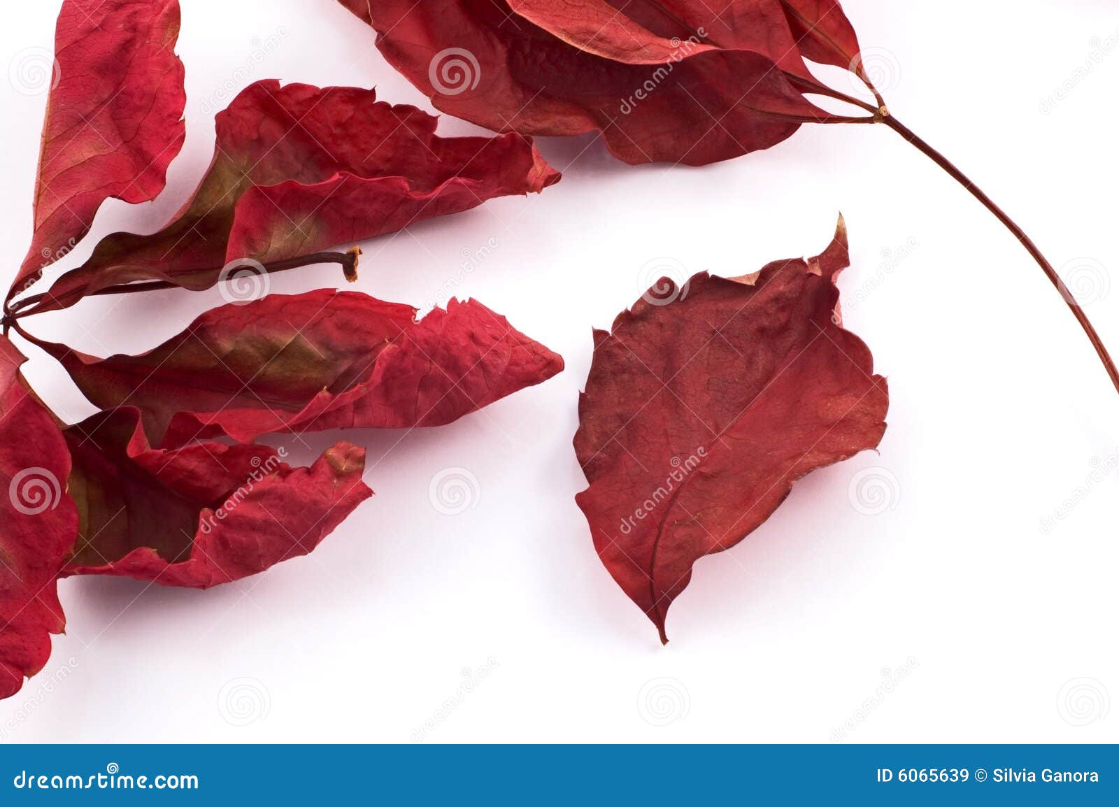 Hojas del rojo imagen de archivo. Imagen de blanco, secado - 6065639