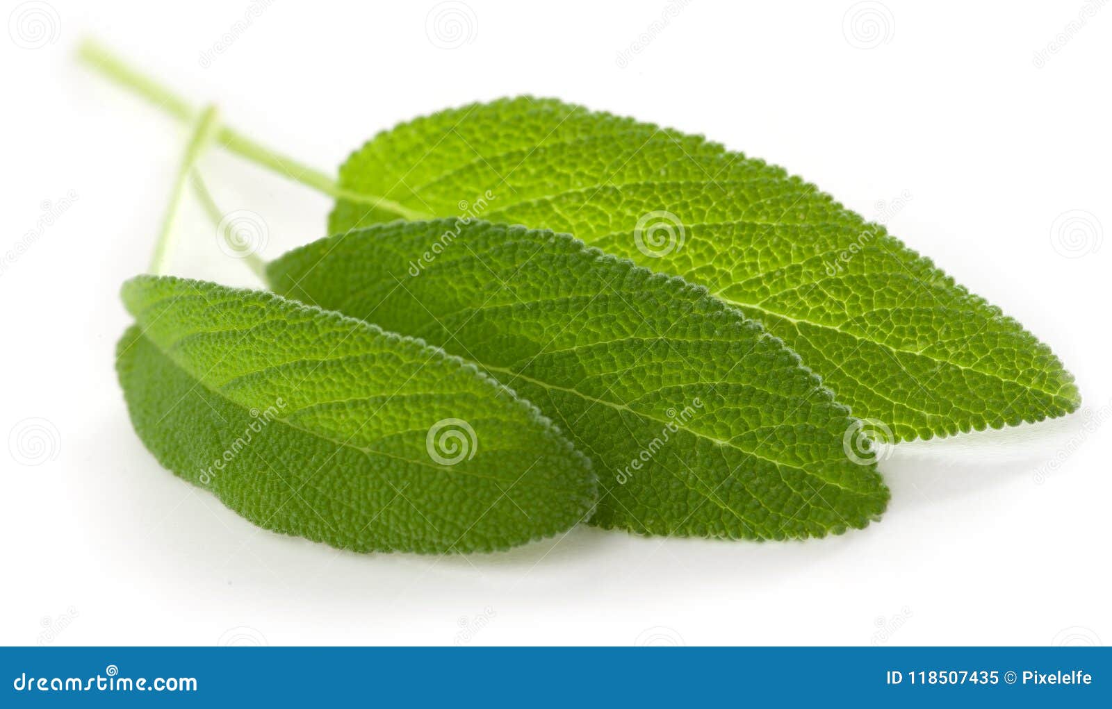 Hojas Del Sabio Aisladas En Blanco Imagen de archivo - Imagen de ...