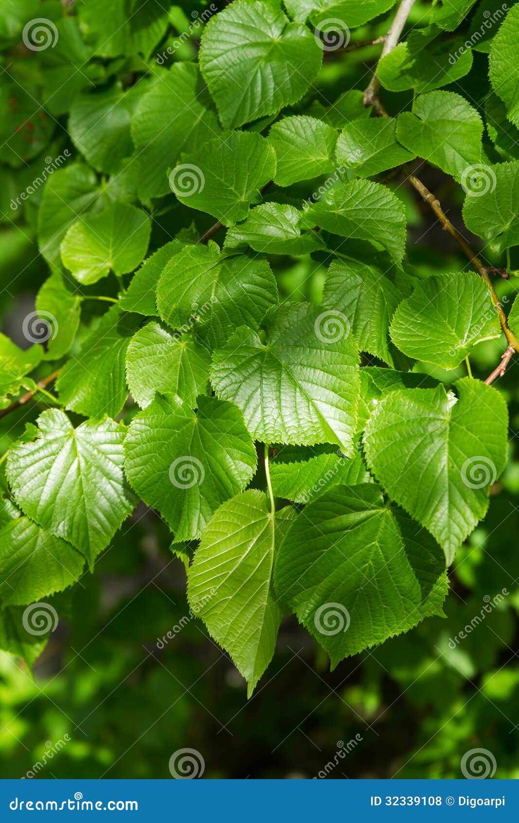 Hojas del tilo foto de archivo. Imagen de primer, crecimiento - 32339108