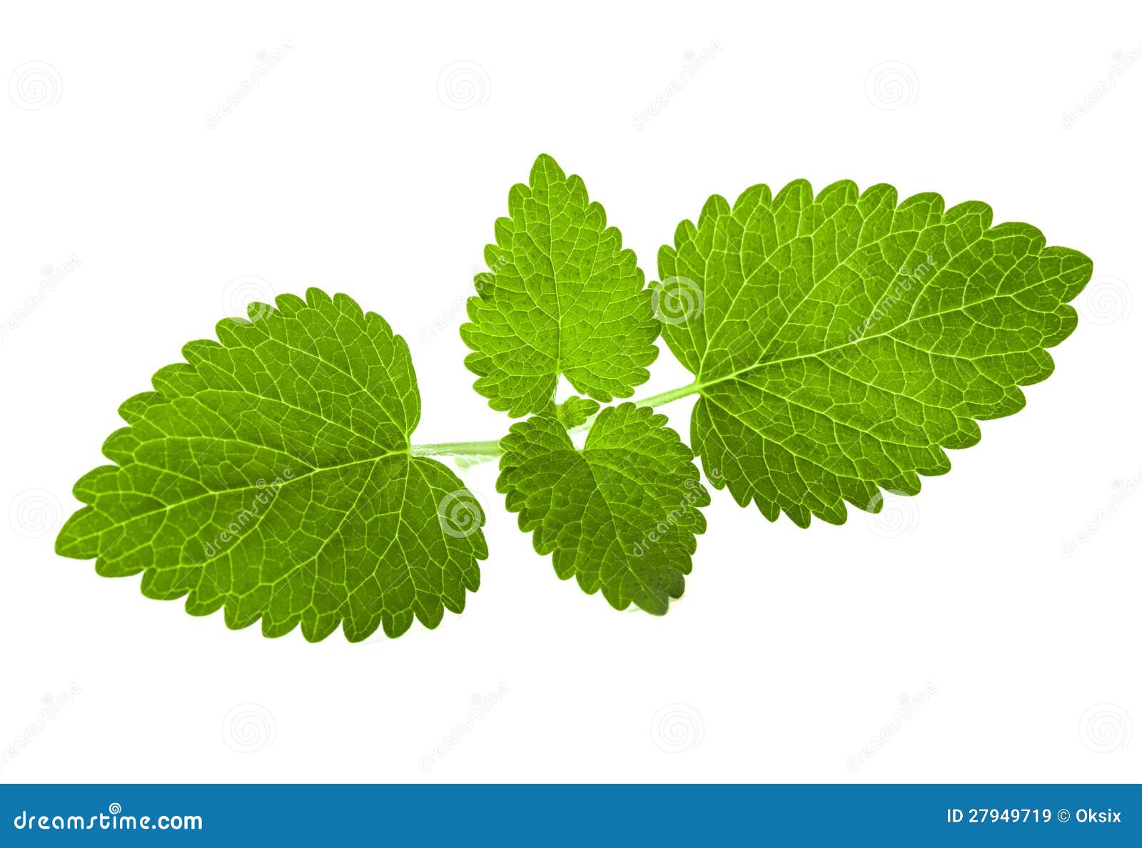 Hojas del toronjil imagen de archivo. Imagen de fondo - 27949719