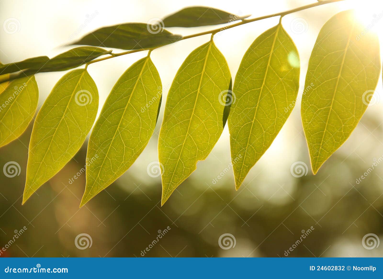 Hojas del verde foto de archivo. Imagen de hermoso, fresco - 24602832