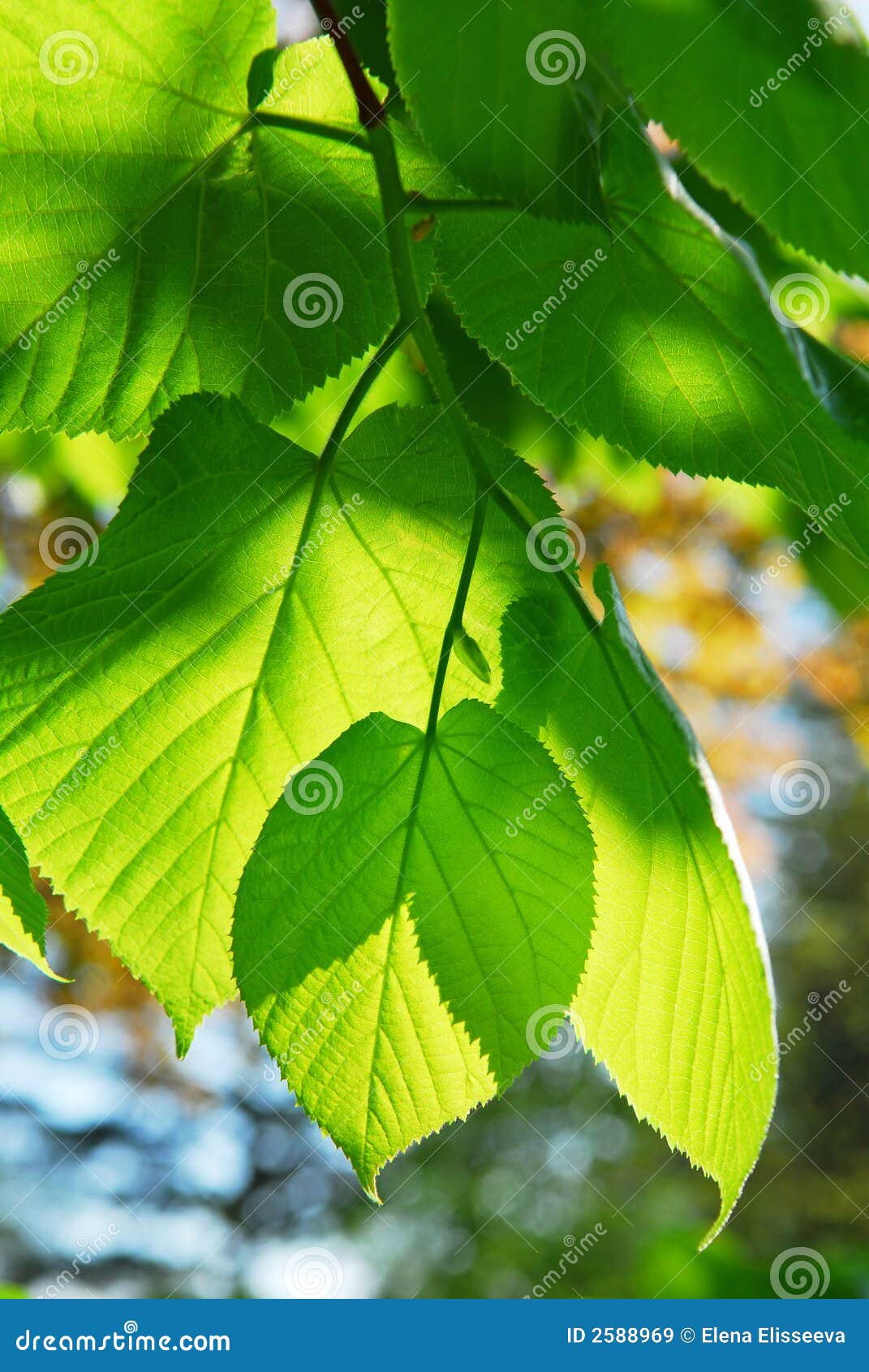 Hojas del verde imagen de archivo. Imagen de travieso - 2588969