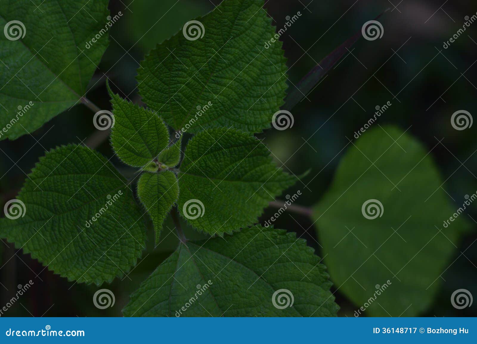 Hojas del verde de plantas imagen de archivo. Imagen de publicado ...