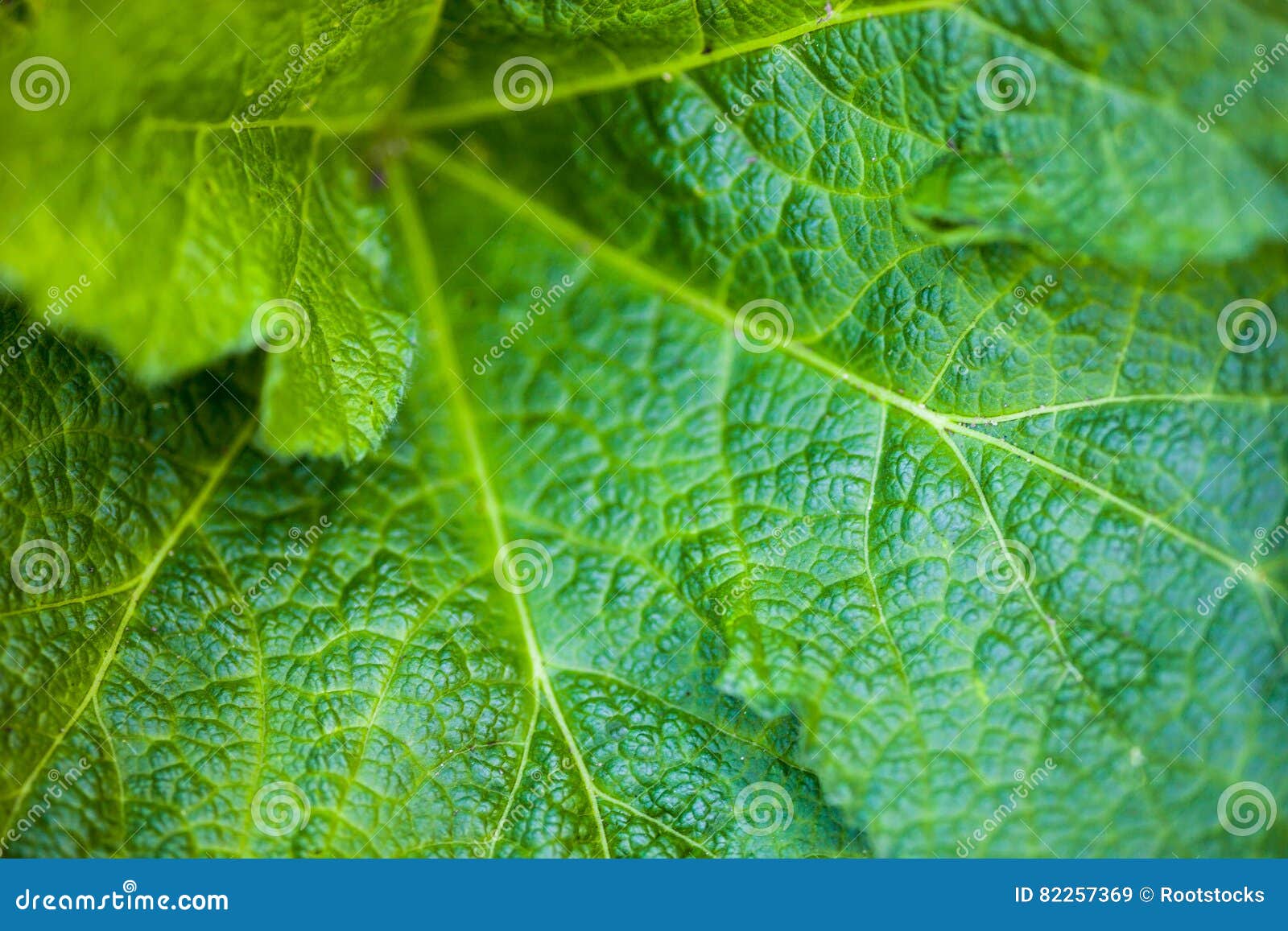 Hojas del verde del malva imagen de archivo. Imagen de macro - 82257369