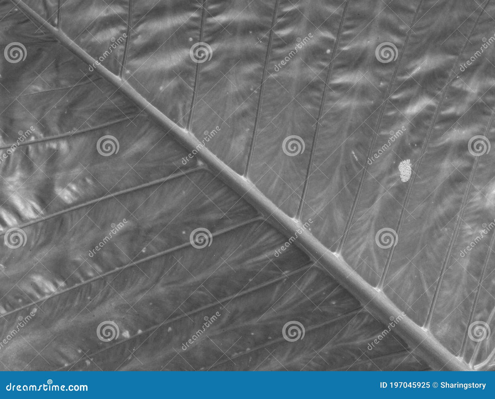 Hojas en blanco y negro imagen de archivo. Imagen de forma - 197045925