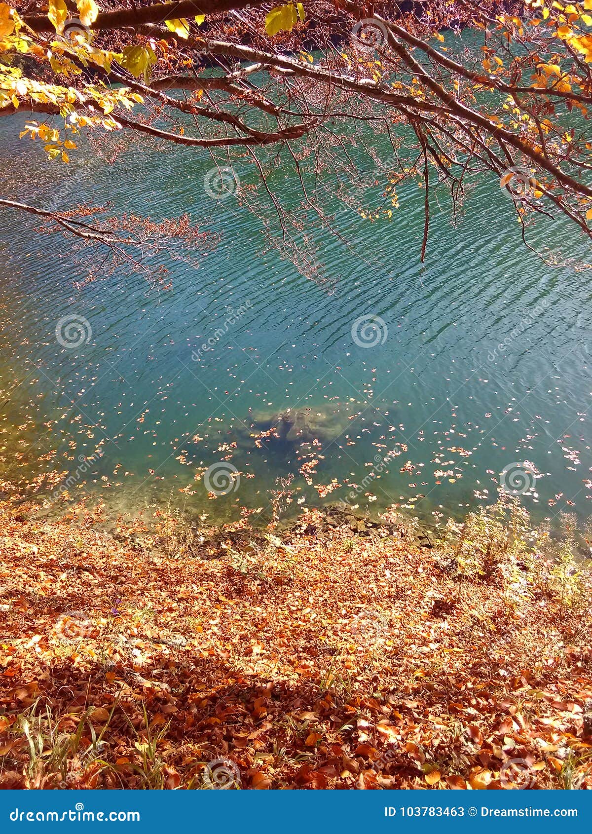 Hojas en el lago imagen de archivo. Imagen de lago, cubo - 103783463