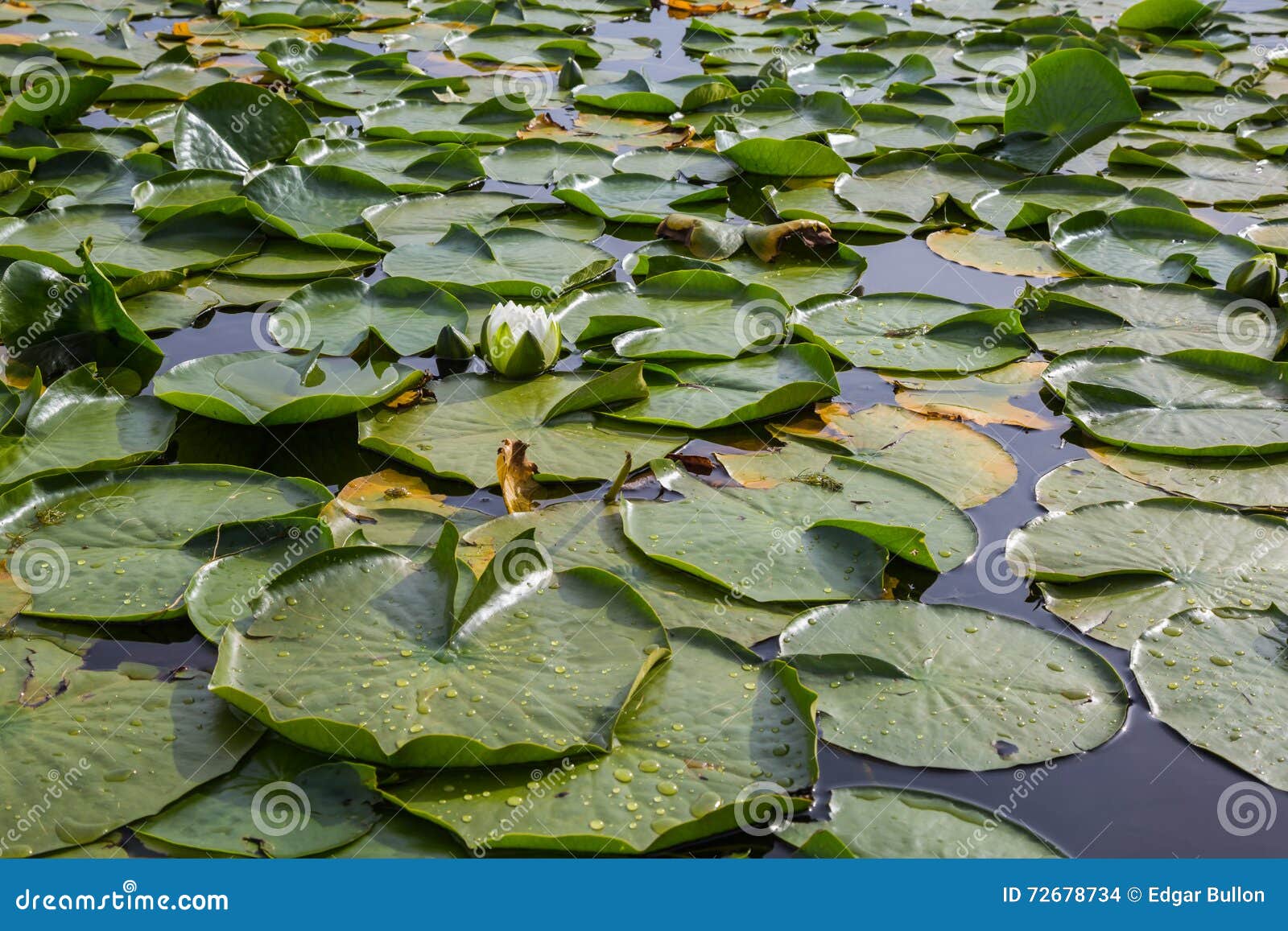 Hojas en el lago foto de archivo. Imagen de lago, flor - 72678734