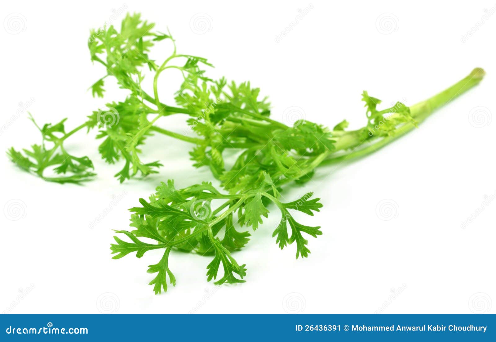 Hojas Frescas Del Coriandro Imagen de archivo - Imagen de salud, hierba ...