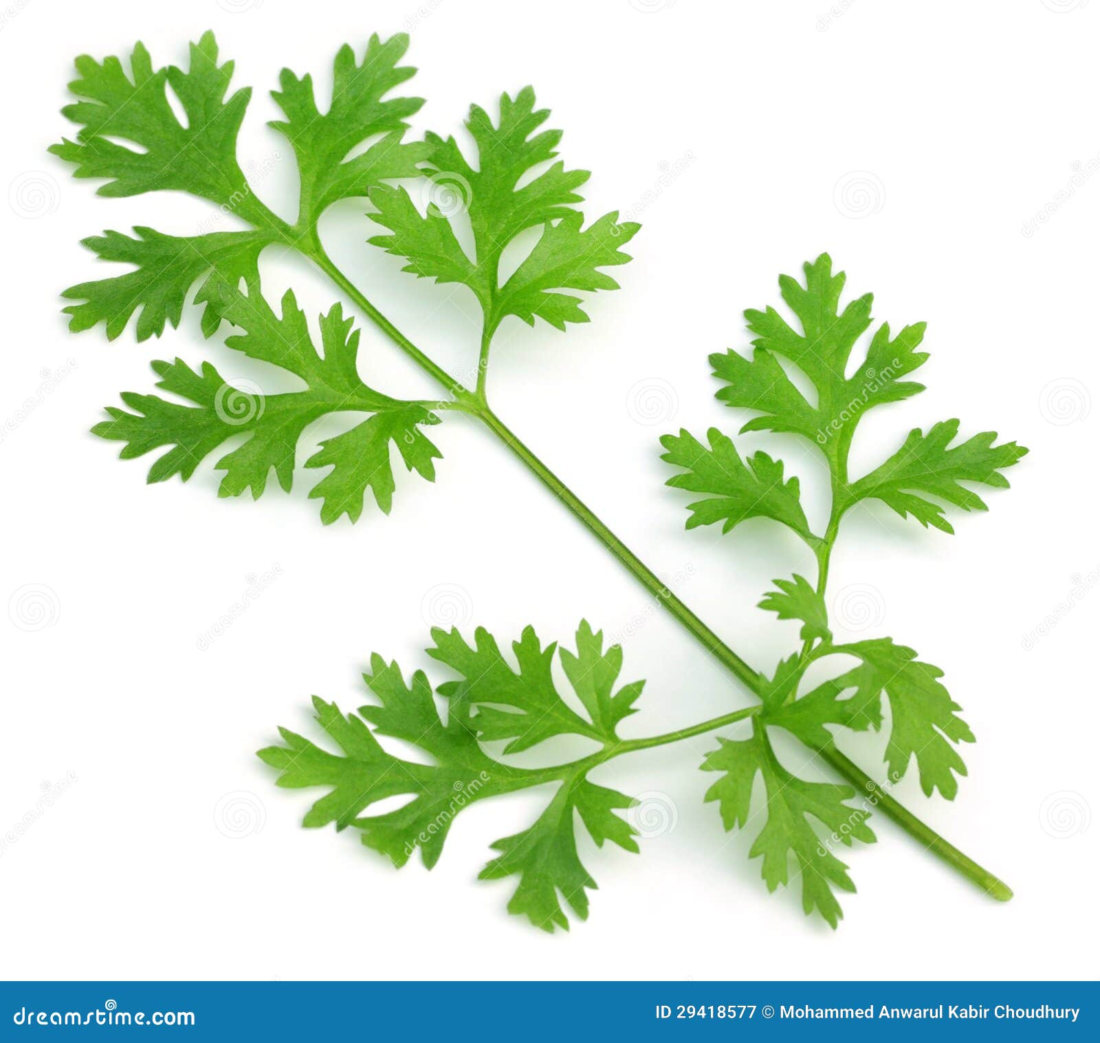 Hojas Frescas Del Coriandro Imagen de archivo - Imagen de herbario ...