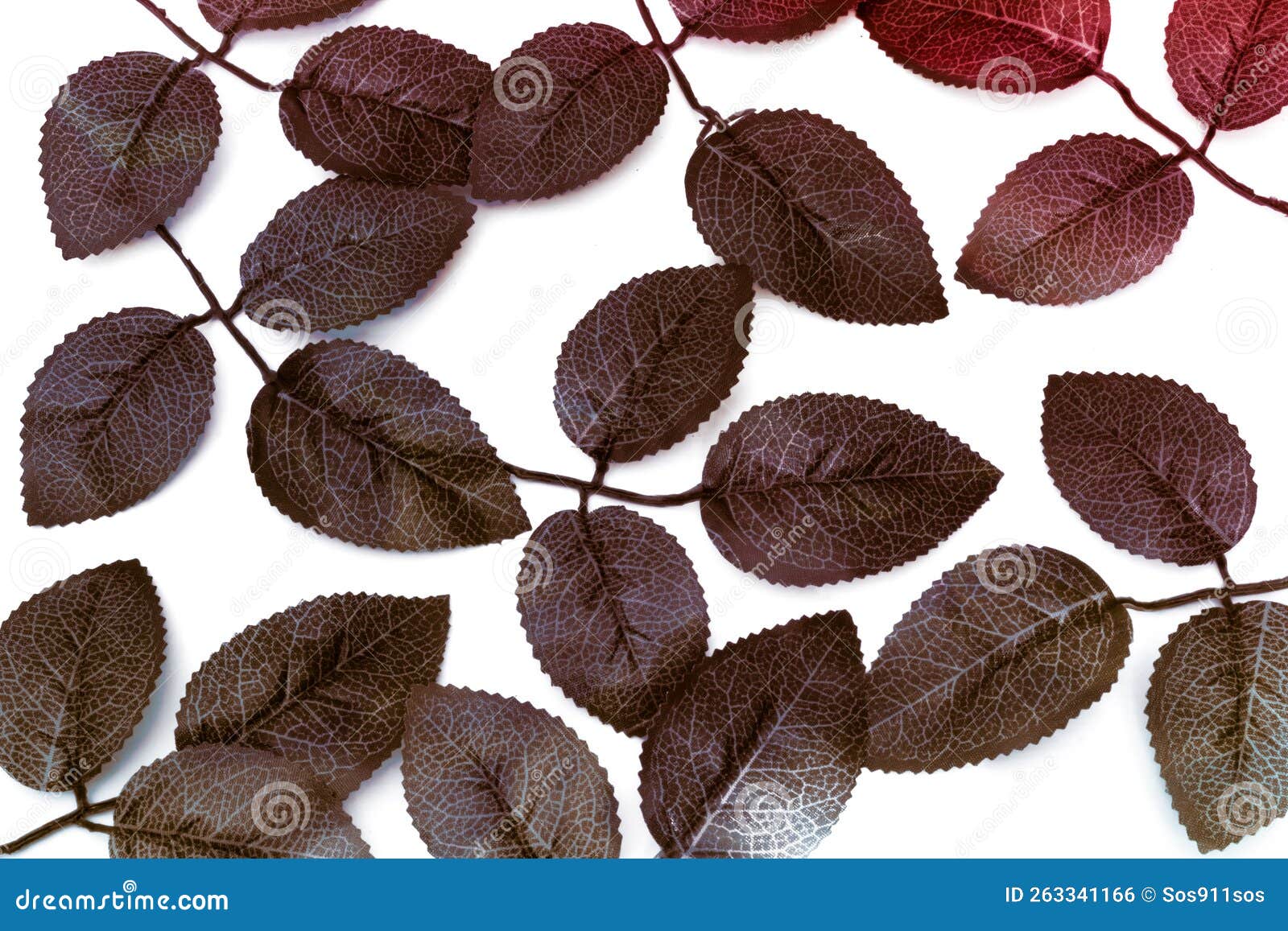 Hojas Marrones Sobre Fondo Blanco Foto de archivo - Imagen de ramista ...