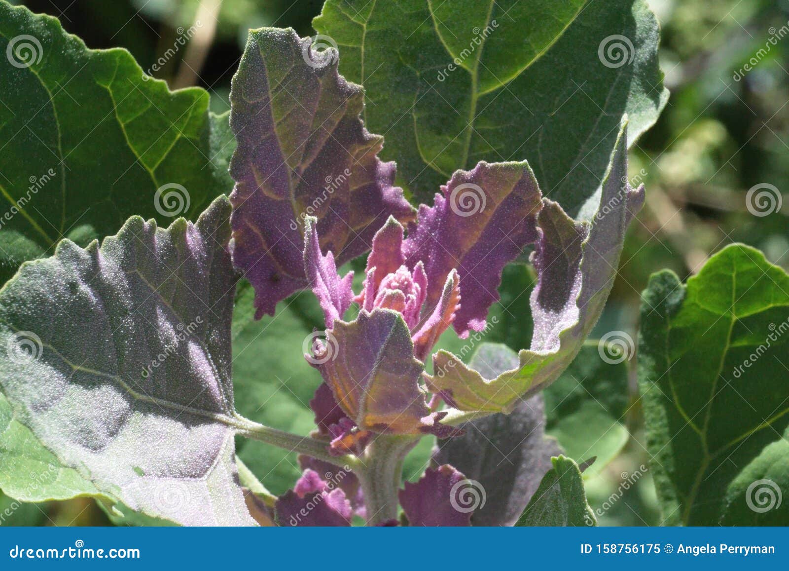 Hojas Moradas En Una Planta Imagen de archivo - Imagen de hojas, maleza ...