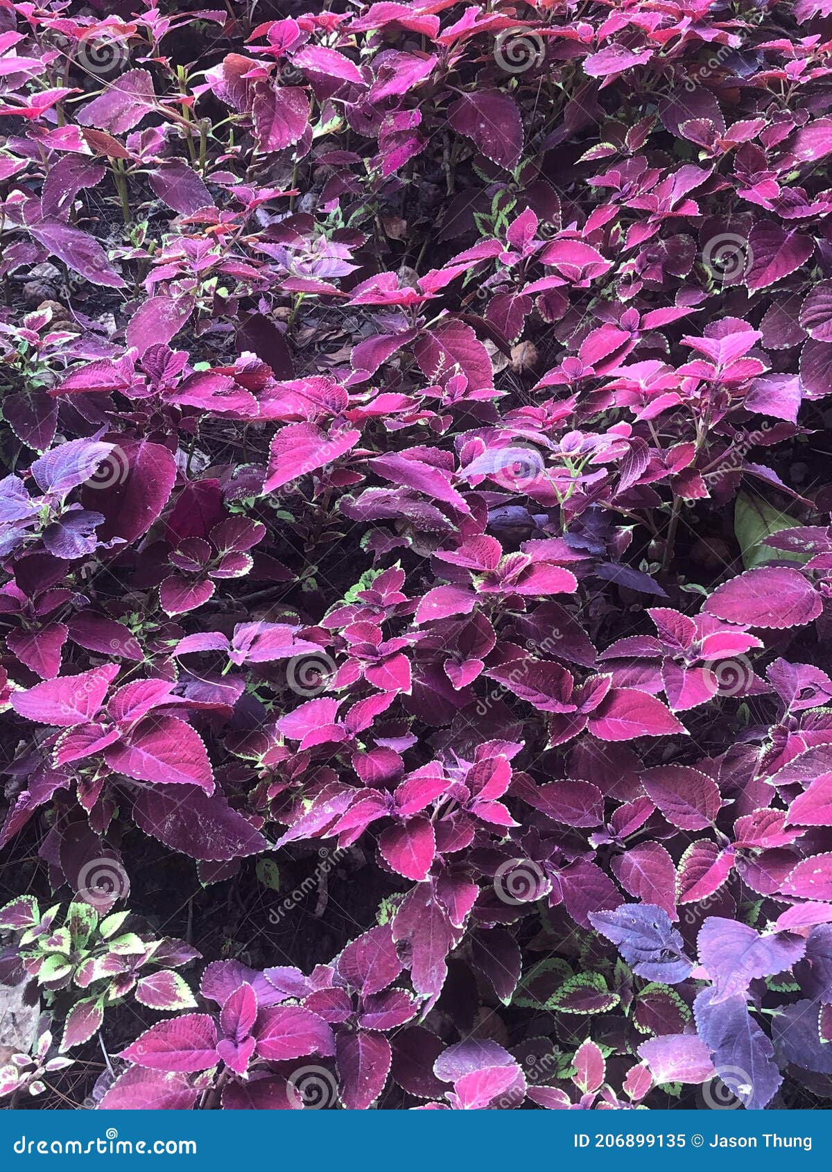 Hojas moradas imagen de archivo. Imagen de cubo, rico - 206899135