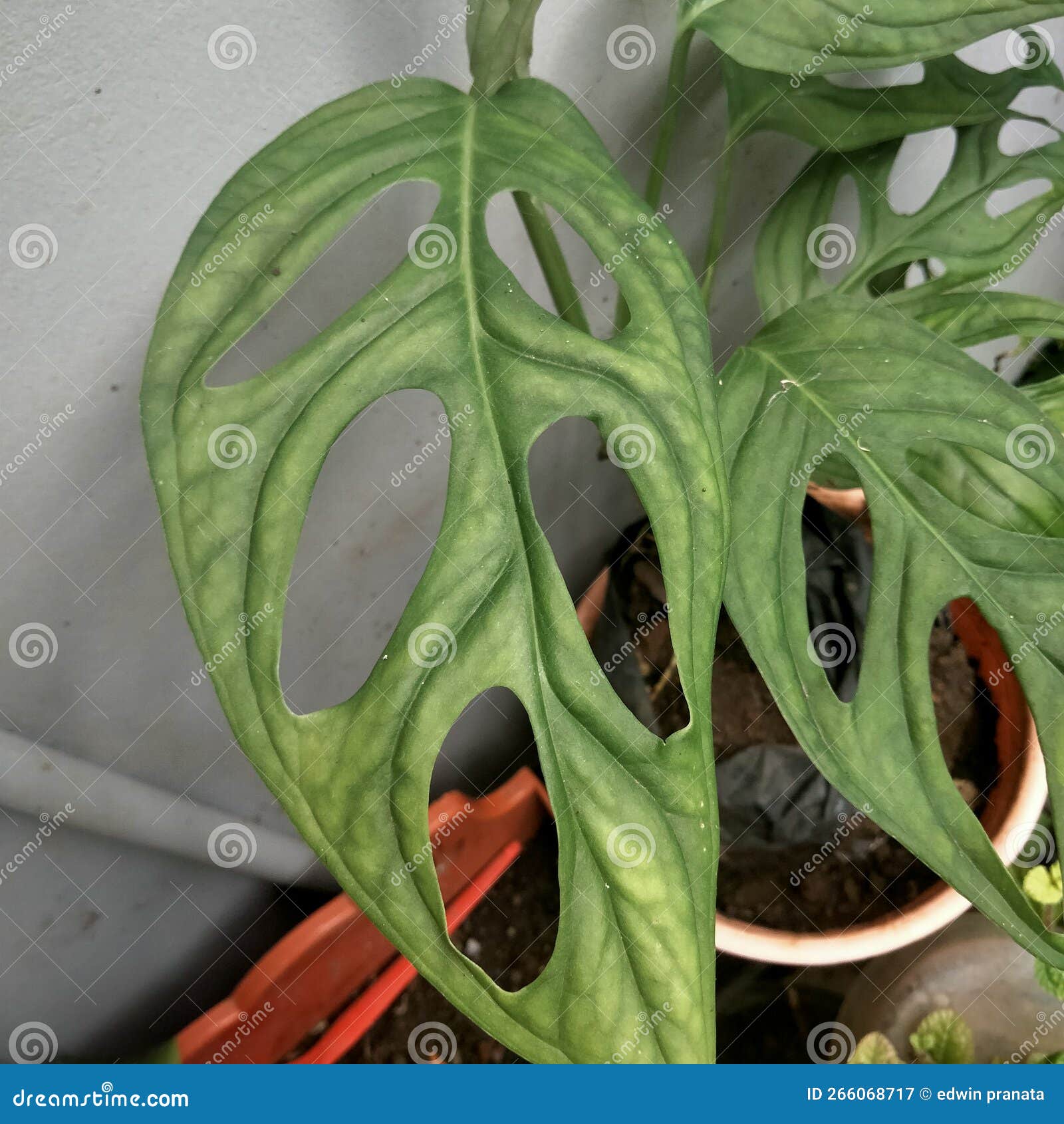 Hojas Perforadas Tipo Viuda Hueca Imagen de archivo - Imagen de hierba ...