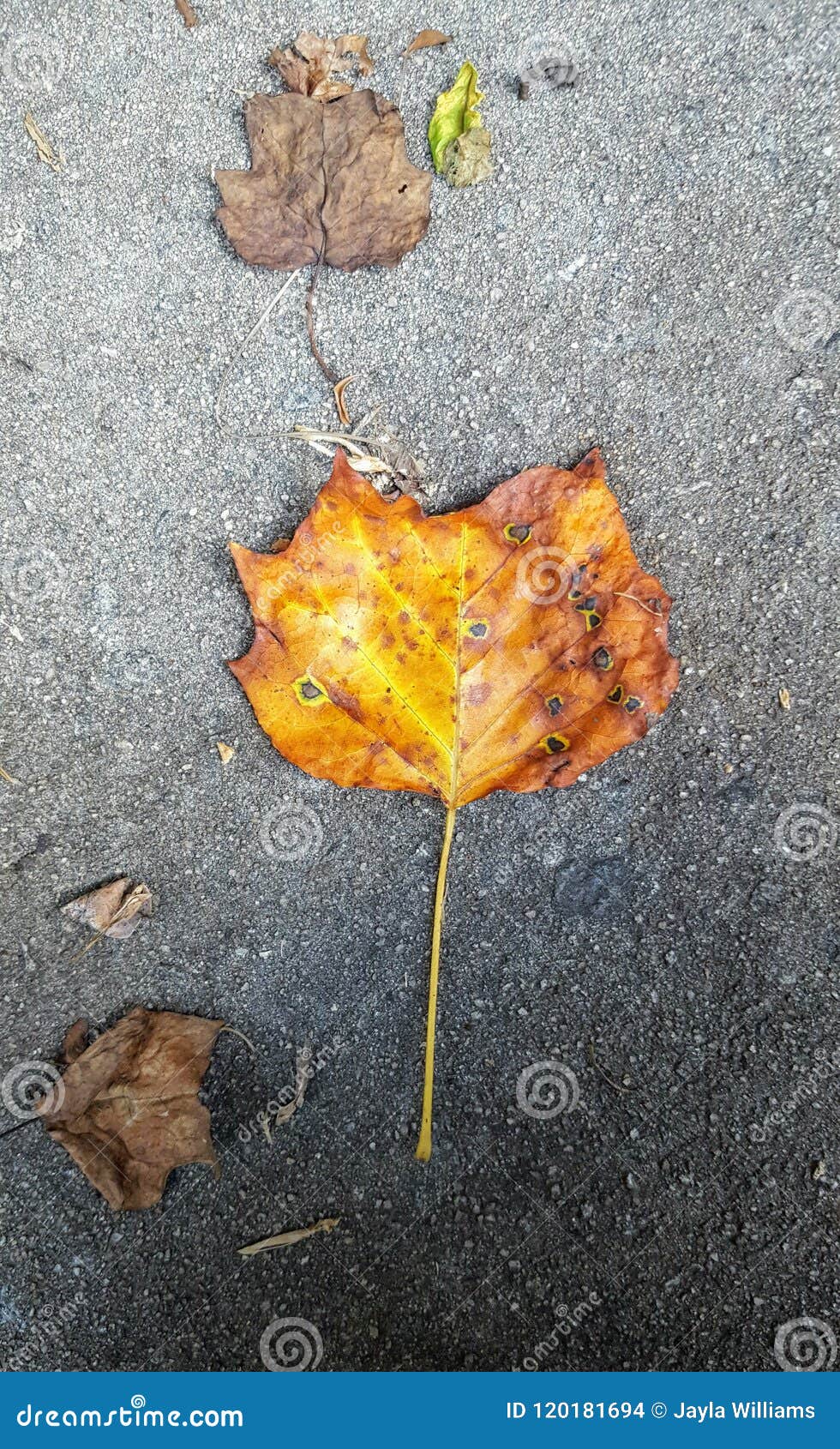 Hojas Que Se Marchitan En El Verano Foto de archivo - Imagen de ...