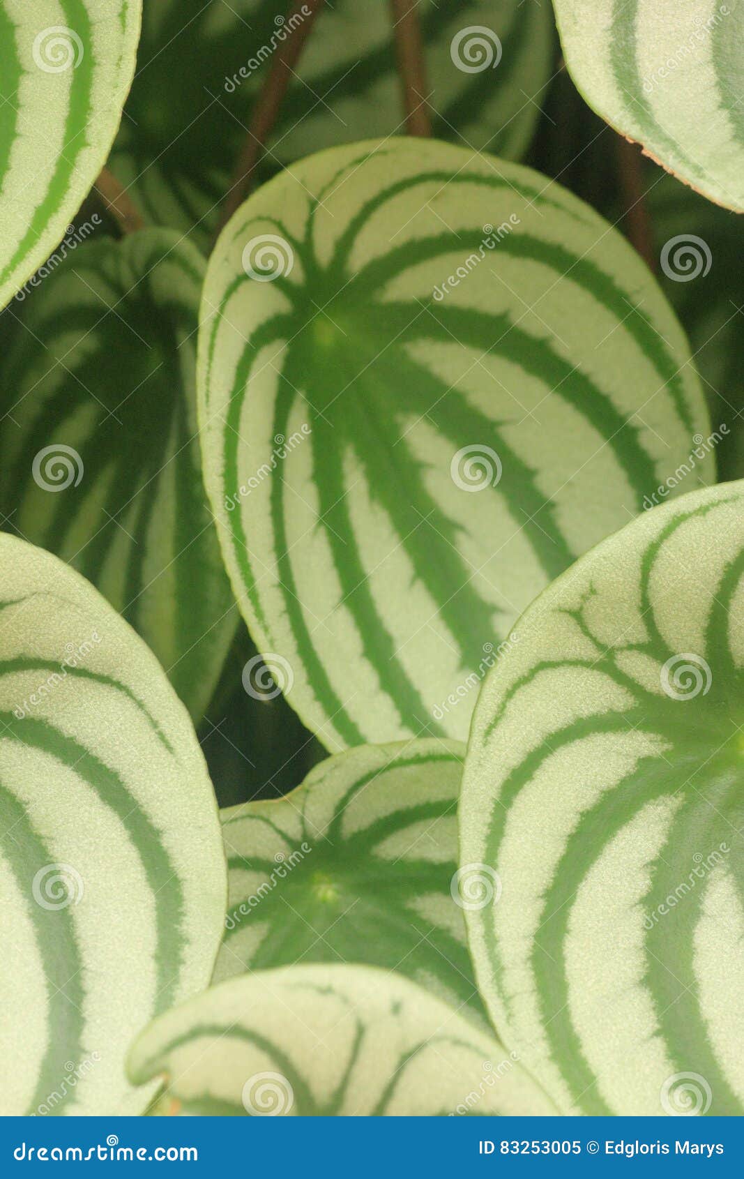 Hojas redondeadas imagen de archivo. Imagen de consolide - 83253005