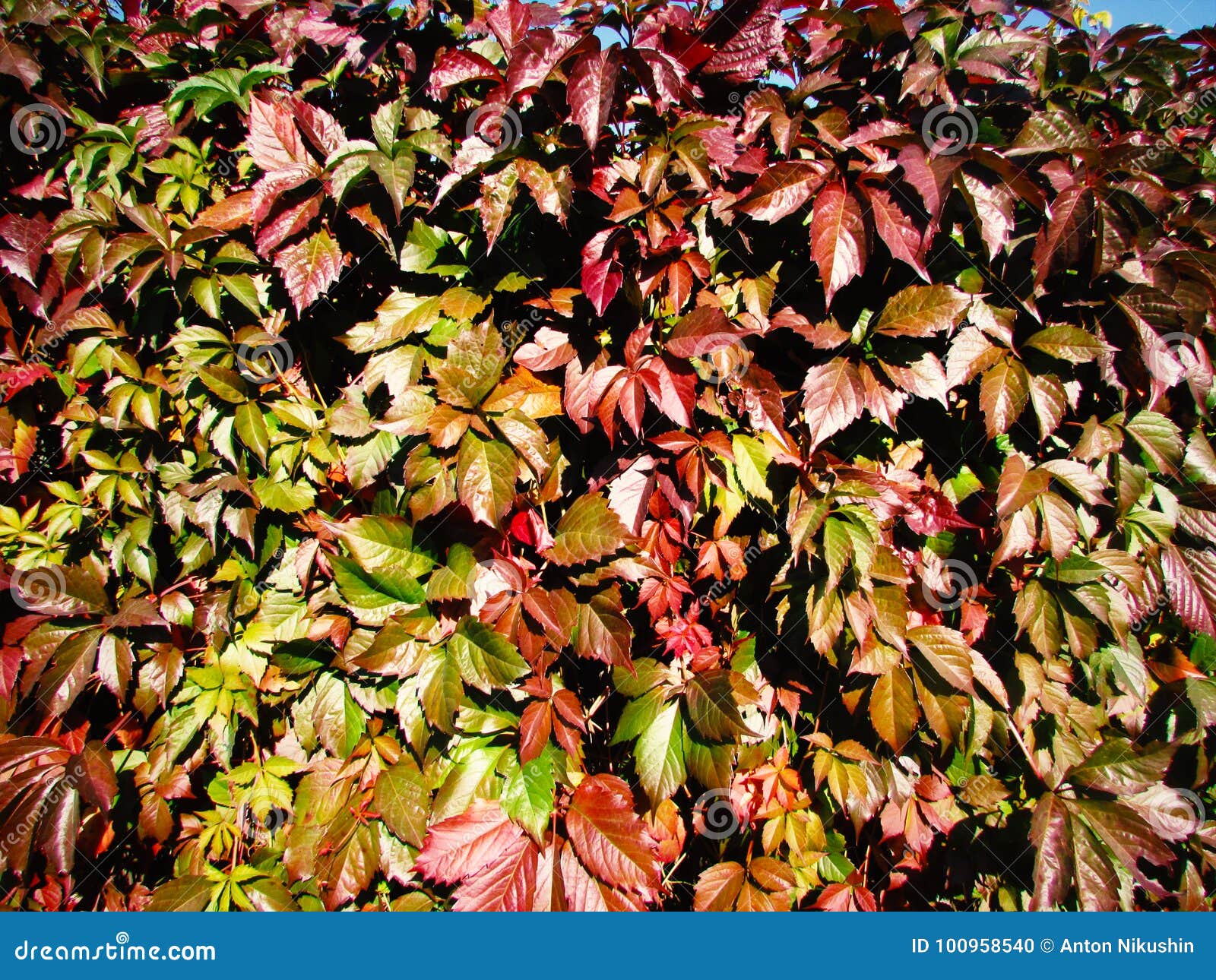 Hojas rojas foto de archivo. Imagen de lechuga, guisante - 100958540