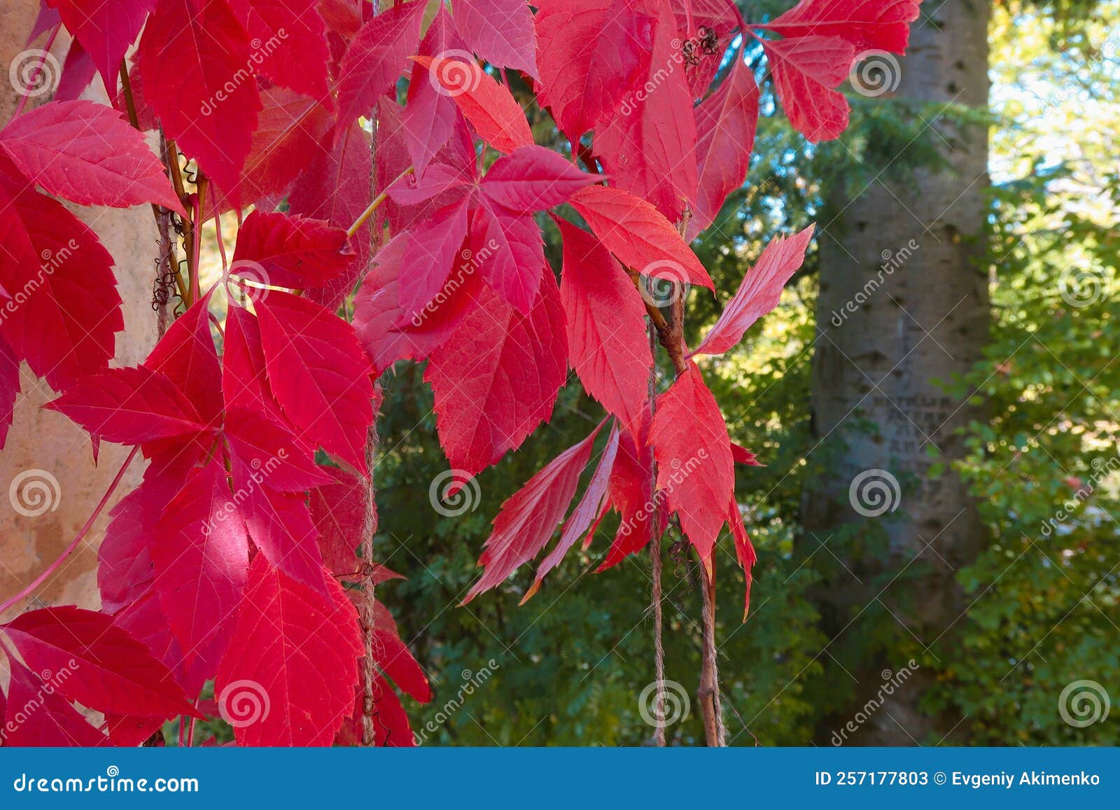 Hojas Rojas De Partenocissus Cerradas Imagen de archivo - Imagen de ...