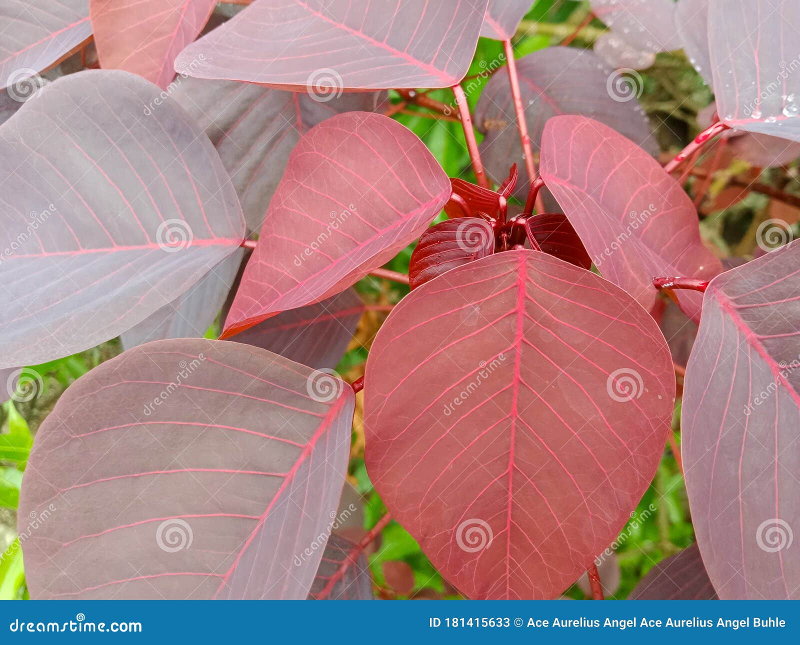 Hojas rojas de una planta imagen de archivo. Imagen de pétalo - 181415633