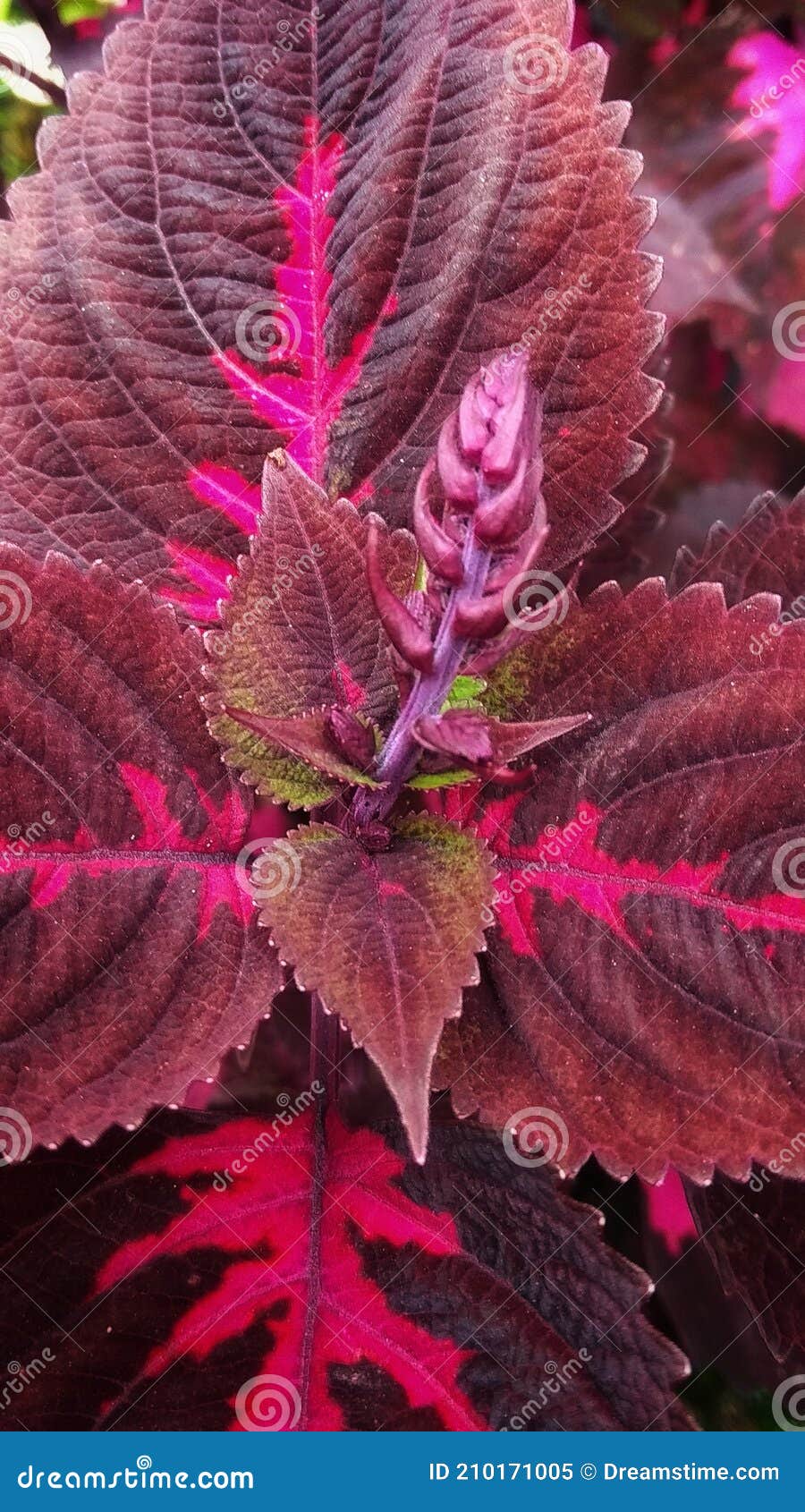Hojas Rosadas Como Cubierta Y Fondo Imagen de archivo - Imagen de ...