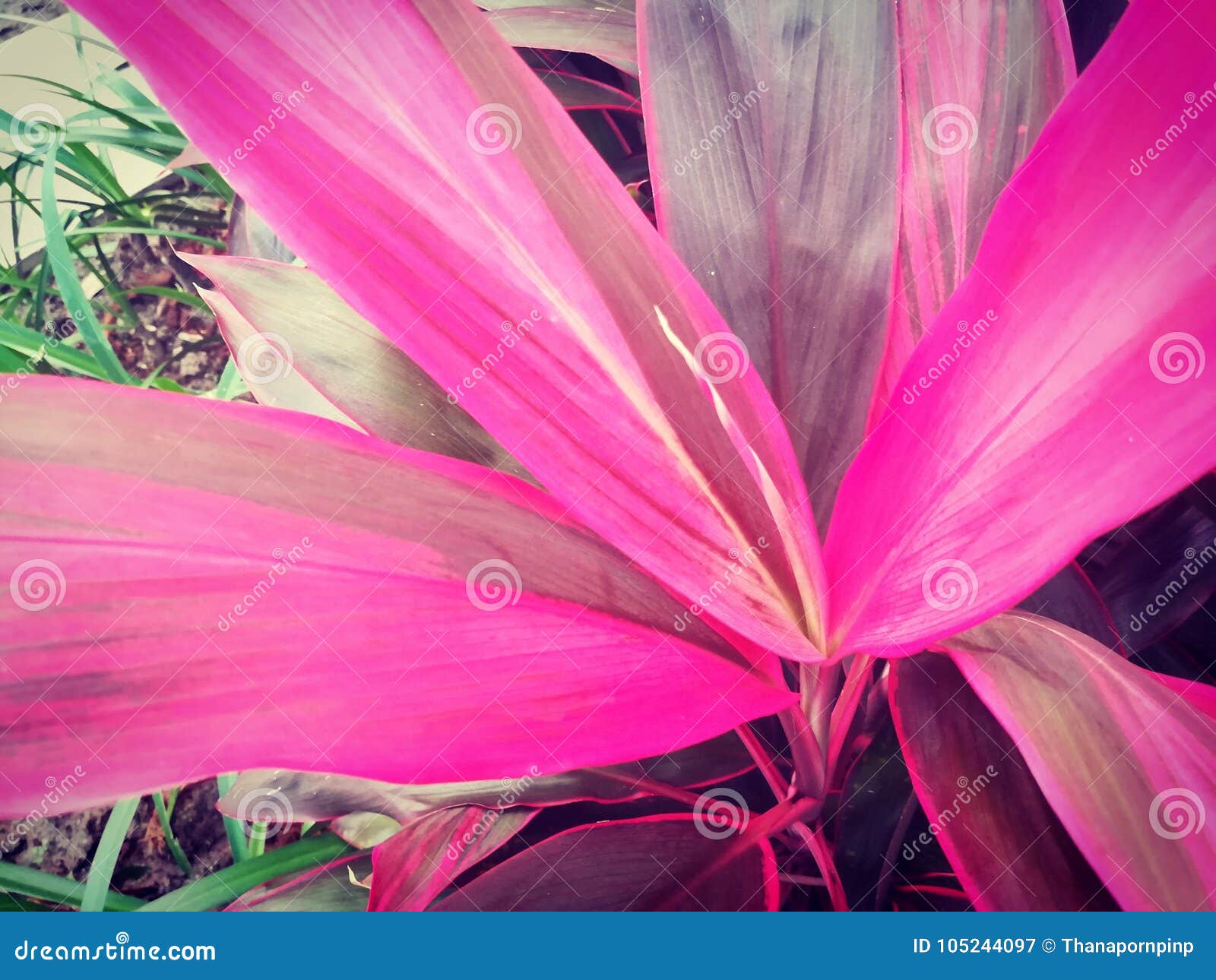Hojas Rosadas Hermosas Del Color Imagen de archivo - Imagen de cuadro ...