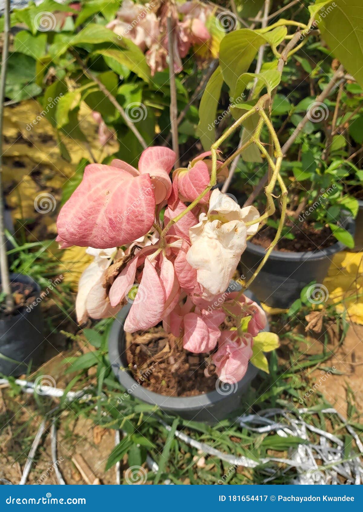 Hojas Rosas Con Suelo Dorado Imagen de archivo - Imagen de rosa, flor ...