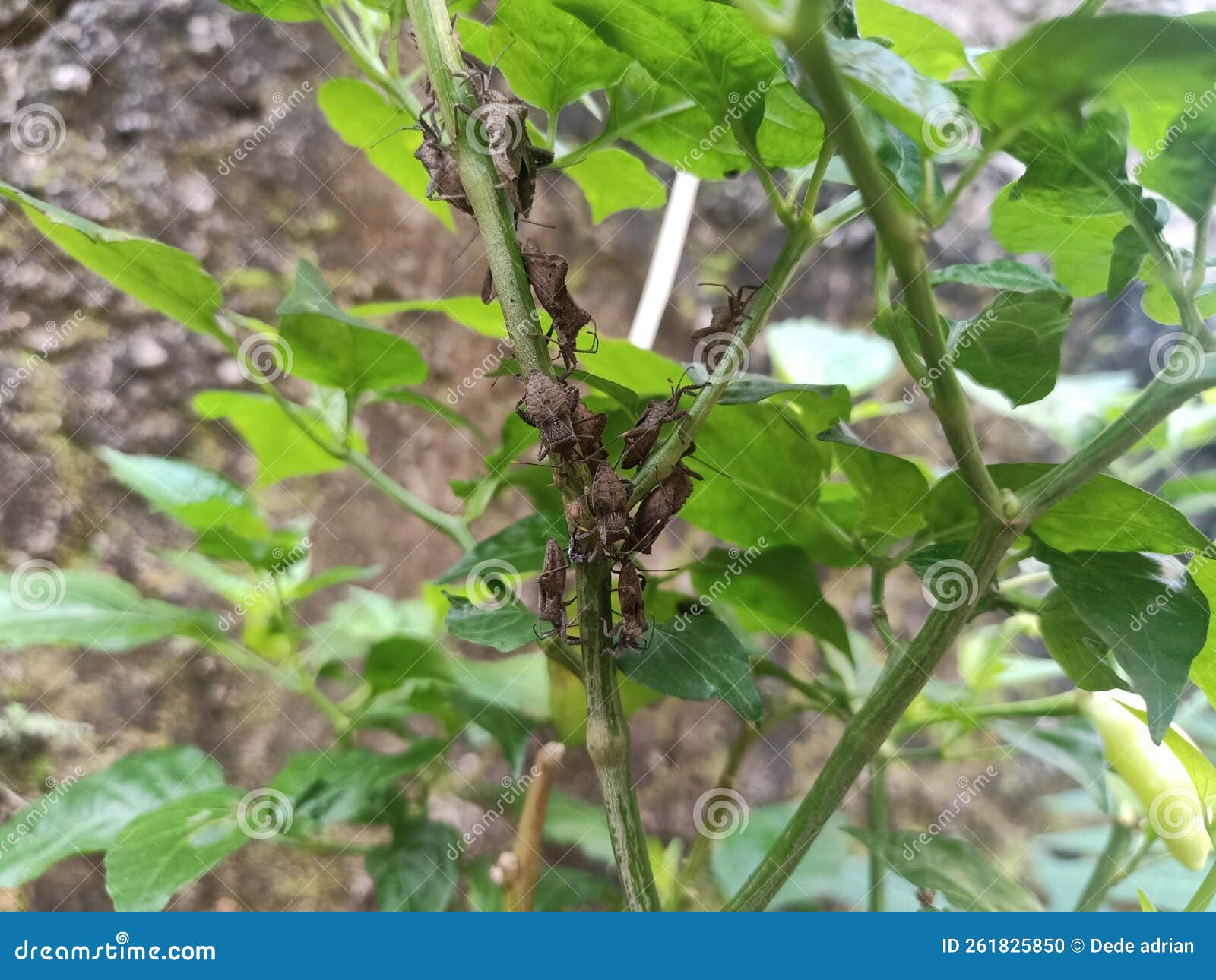 Hojas Verdes Con Muchos Insectos Foto de archivo - Imagen de alimento ...