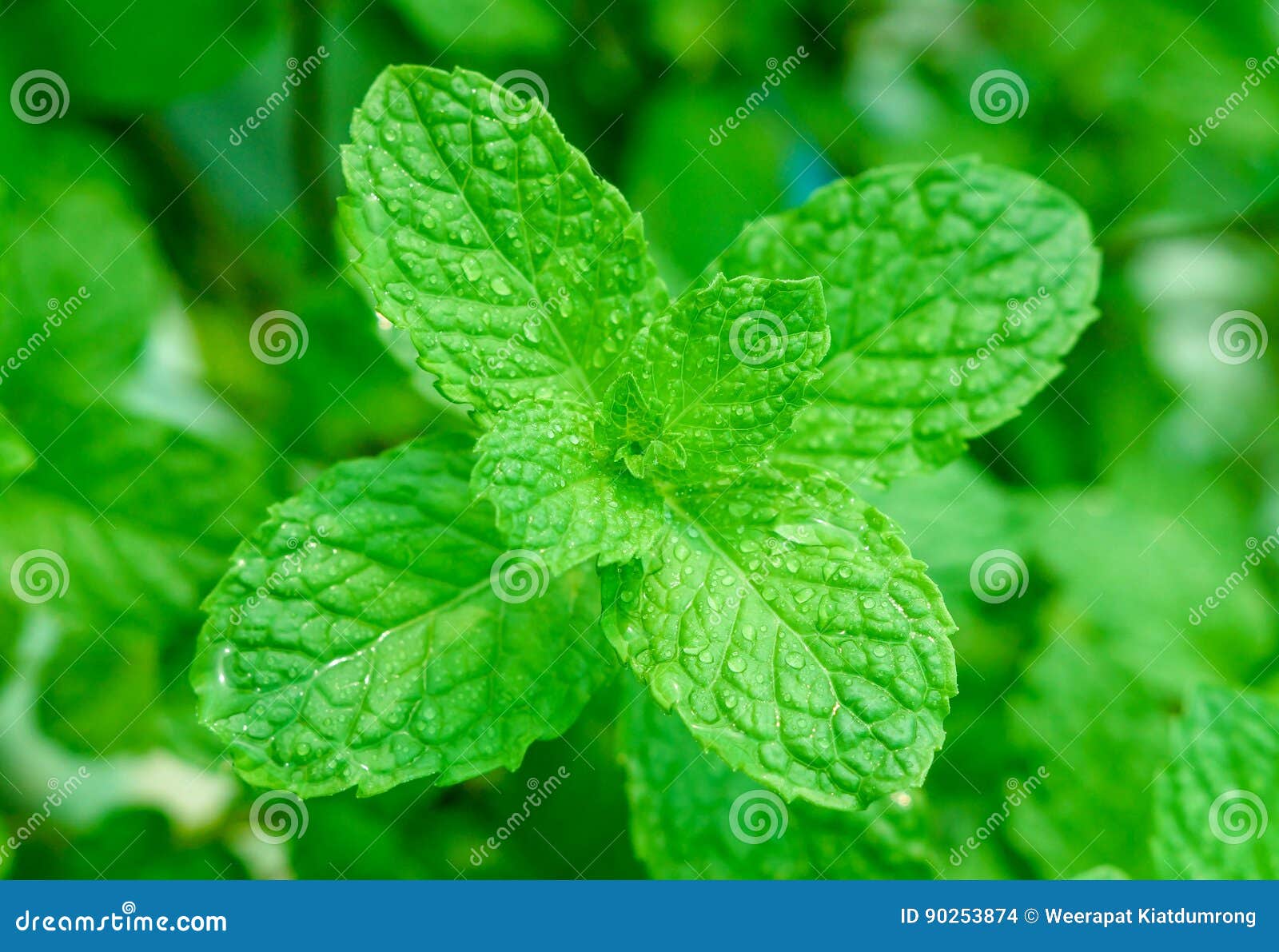 Hojas Verdes De La Hierbabuena Foto de archivo - Imagen de sano, flor ...