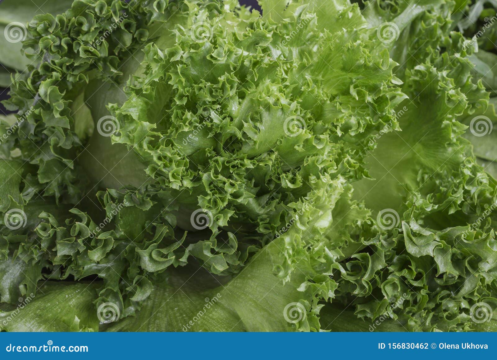 Hojas Verdes De Lechuga Rizada, De Cierre Foto de archivo - Imagen de ...