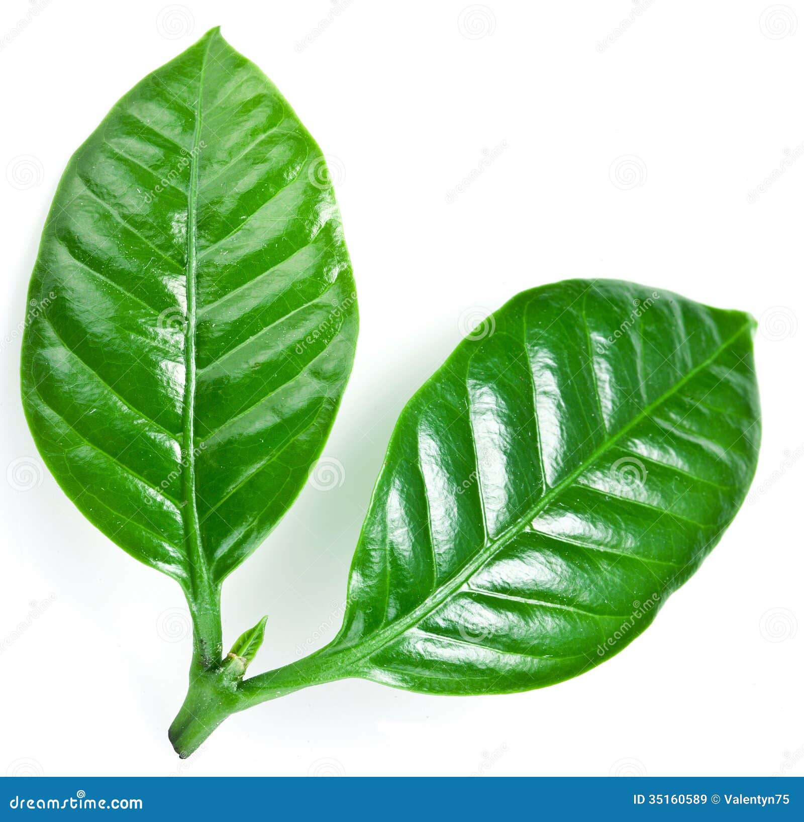 Hojas verdes del café. imagen de archivo. Imagen de macro - 35160589