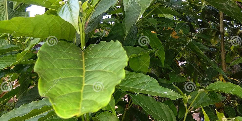 Hojas Verdes En La Isla De Java Indonesia Imagen de archivo - Imagen de ...