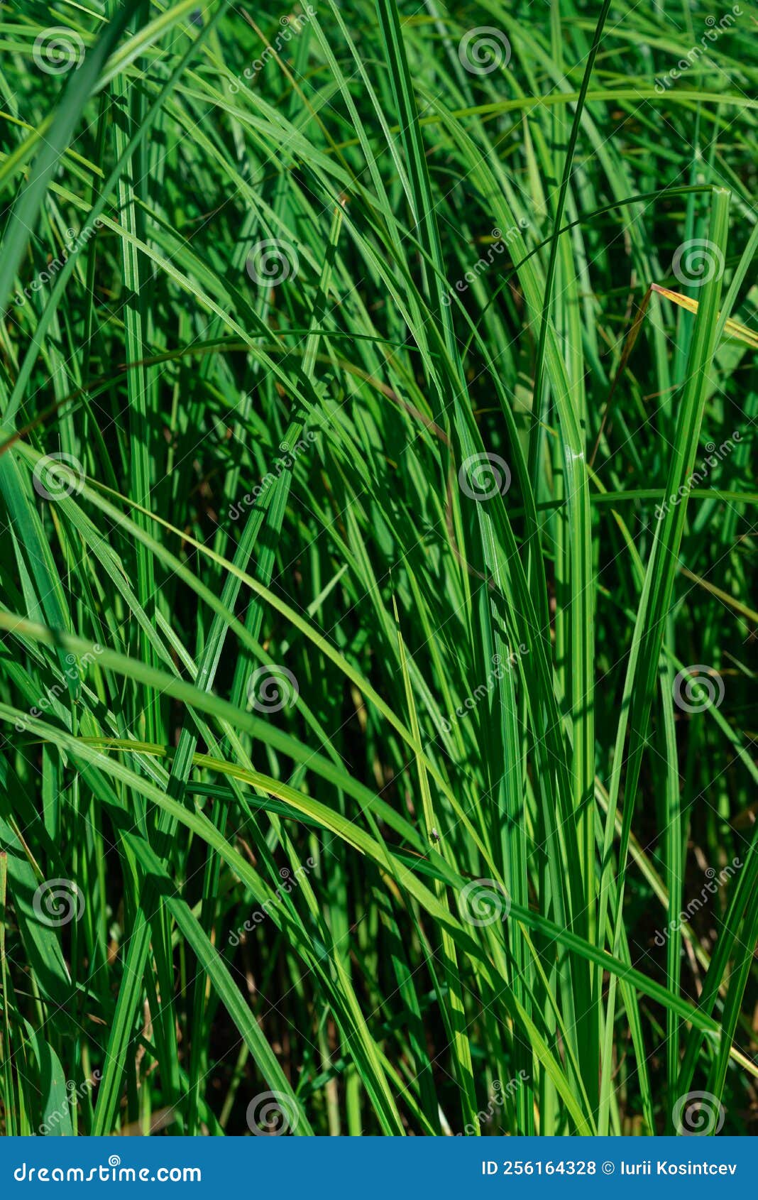 Hojas Verdes Largas De Pasto Sedge Foto de archivo - Imagen de verde ... Hojas Verdes Largas De Pasto Sedge Foto de archivo - Imagen de verde ...