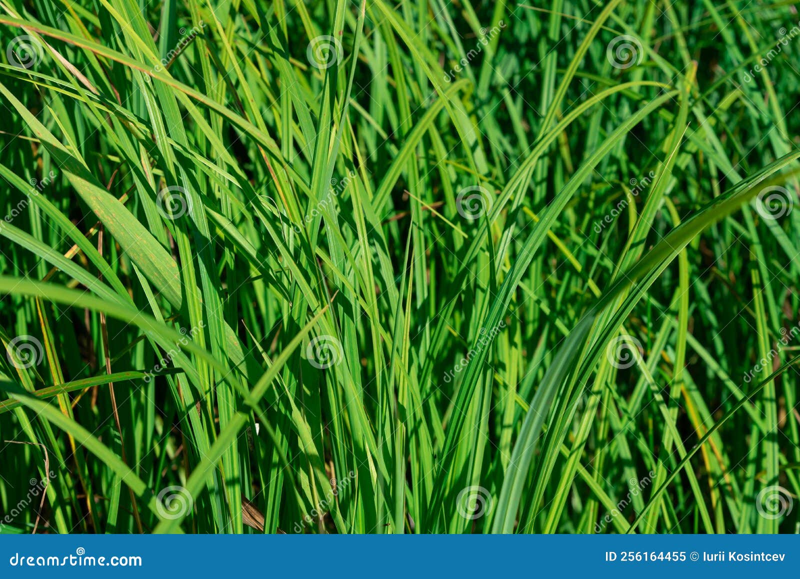 Hojas Verdes Largas De Pasto Sedge Imagen de archivo - Imagen de planta ... Hojas Verdes Largas De Pasto Sedge Imagen de archivo - Imagen de planta ...