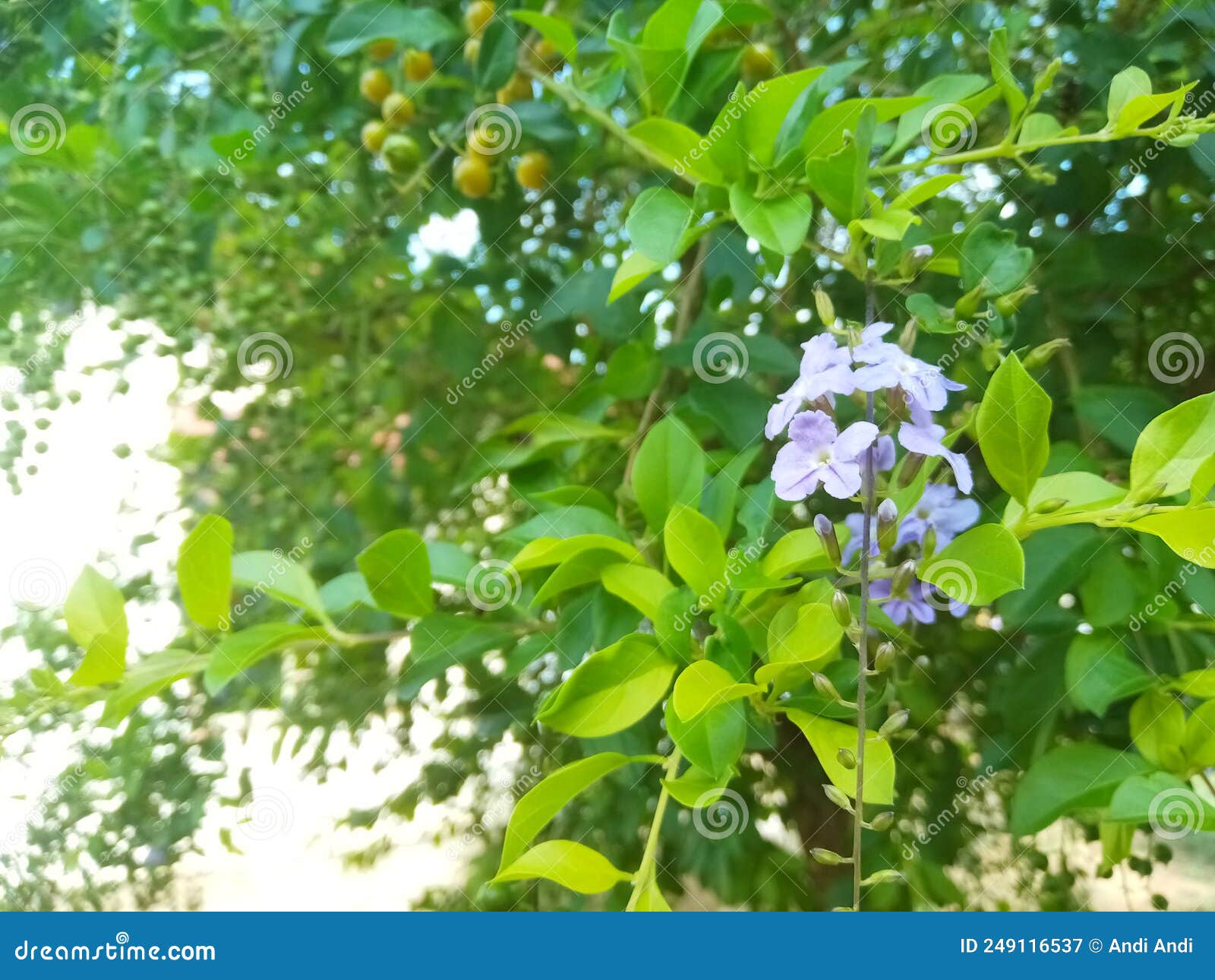 Hojas verdes redondas imagen de archivo. Imagen de producto - 249116537