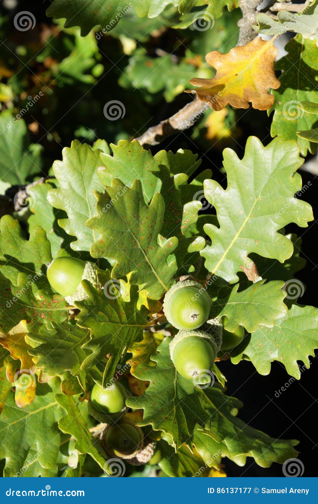 Hojas Y Bellotas Del Roble Pubescente Imagen de archivo - Imagen de ...