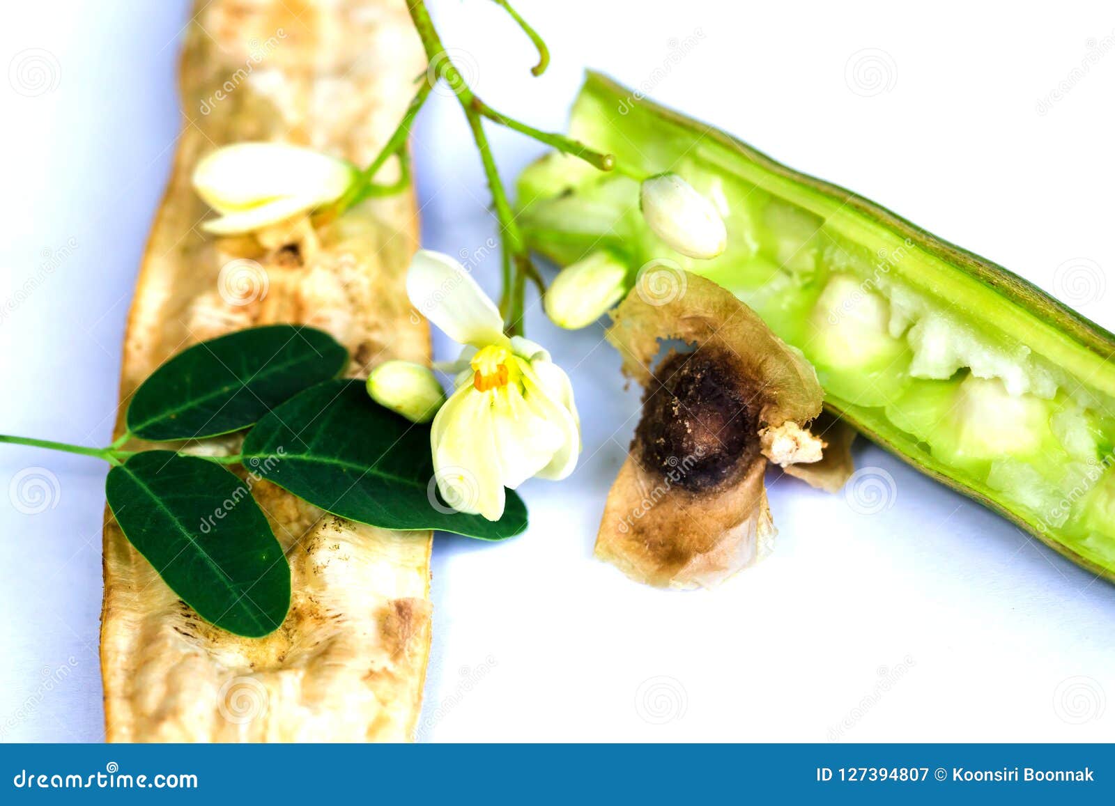 Hojas Y Flor De La Moringa Oleifera Imagen de archivo - Imagen de ...