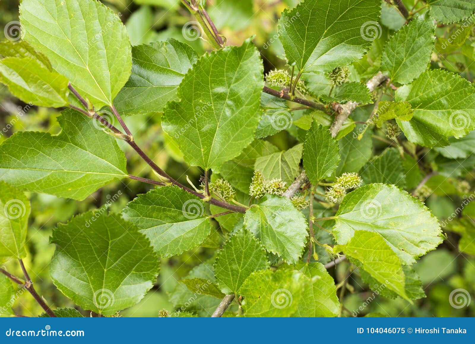 Hojas y flores de la mora imagen de archivo. Imagen de flor - 104046075