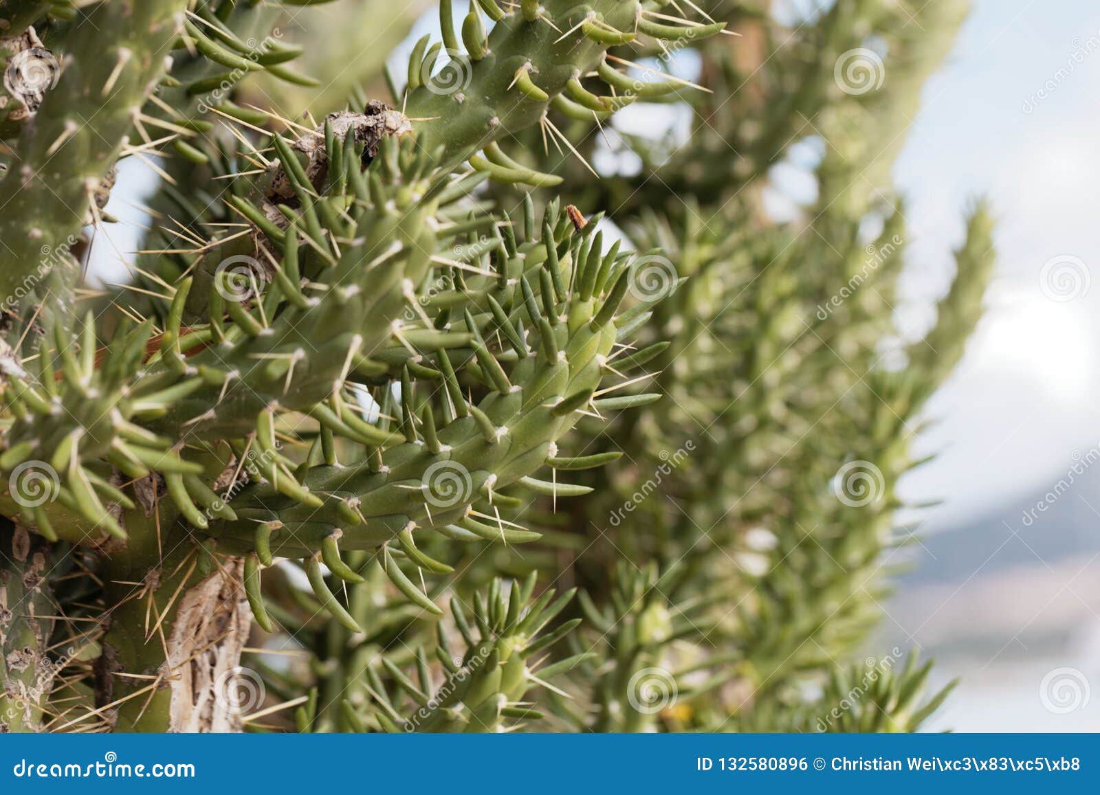 Hojas Y Ramas Del Subulata De Austrocylindropuntia Foto de archivo ...