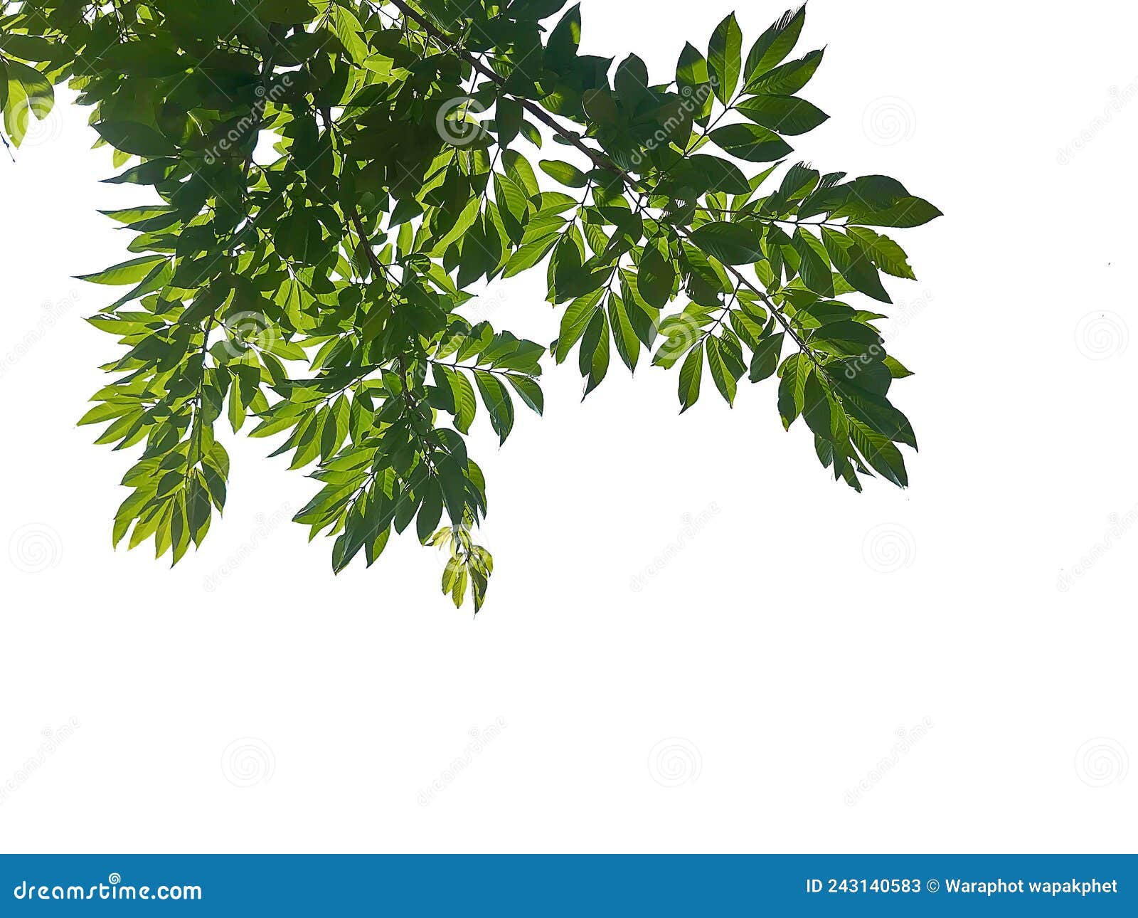 Hojas Y Ramas Sobre Fondo Blanco Imagen de archivo - Imagen de ambiente ...