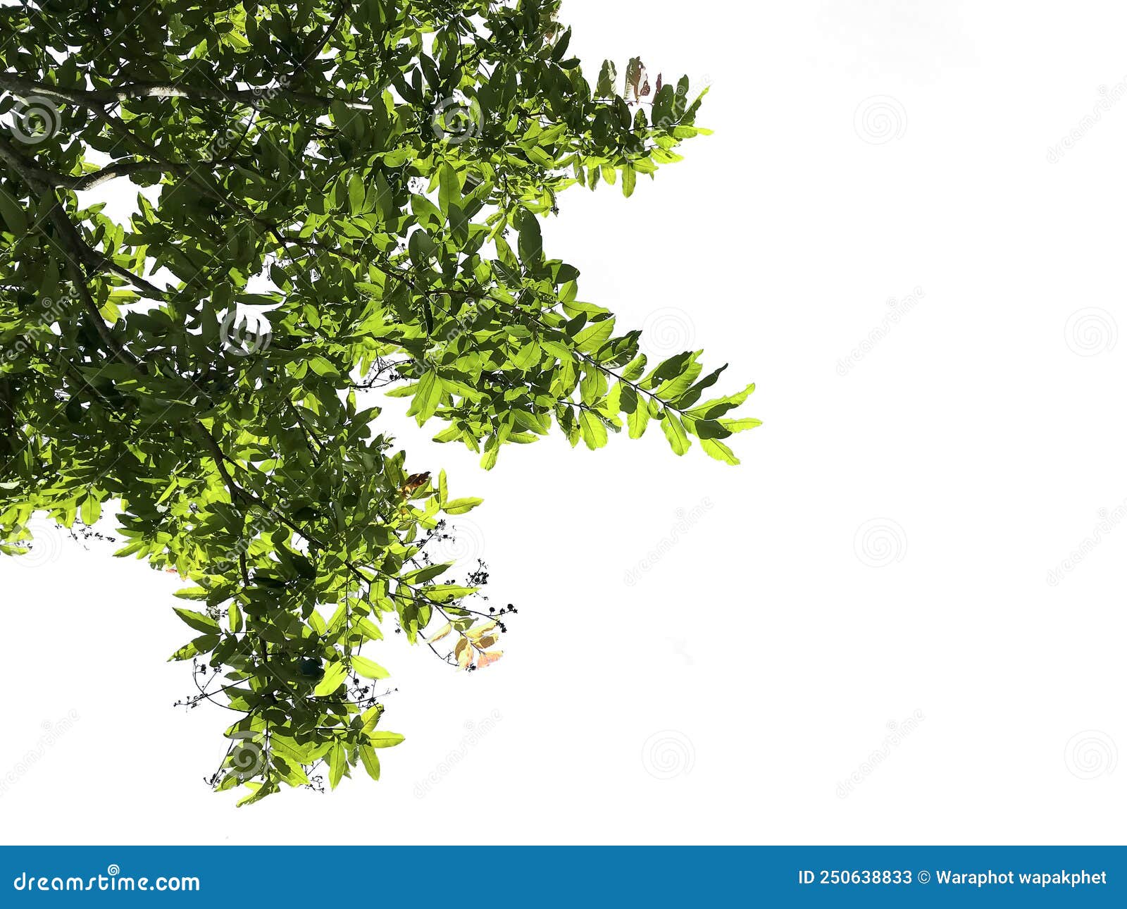 Hojas Y Ramas Sobre Fondo Blanco Imagen de archivo - Imagen de aislado ...