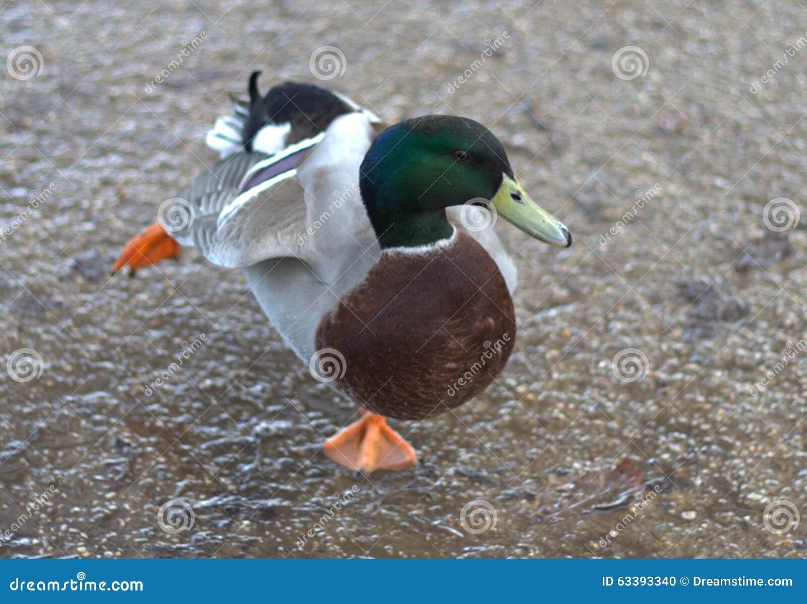 Hokey cokey duck. stock photo. Image of spread, orange - 63393340