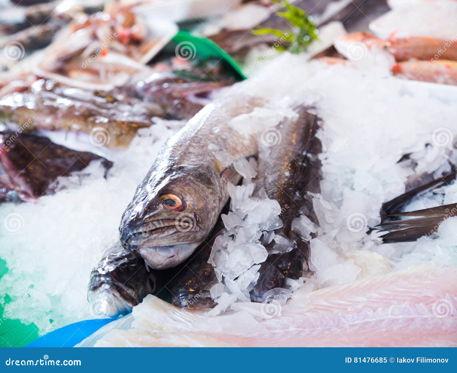 Hoki on fish market stock image. Image of gilt, lluc - 81476685