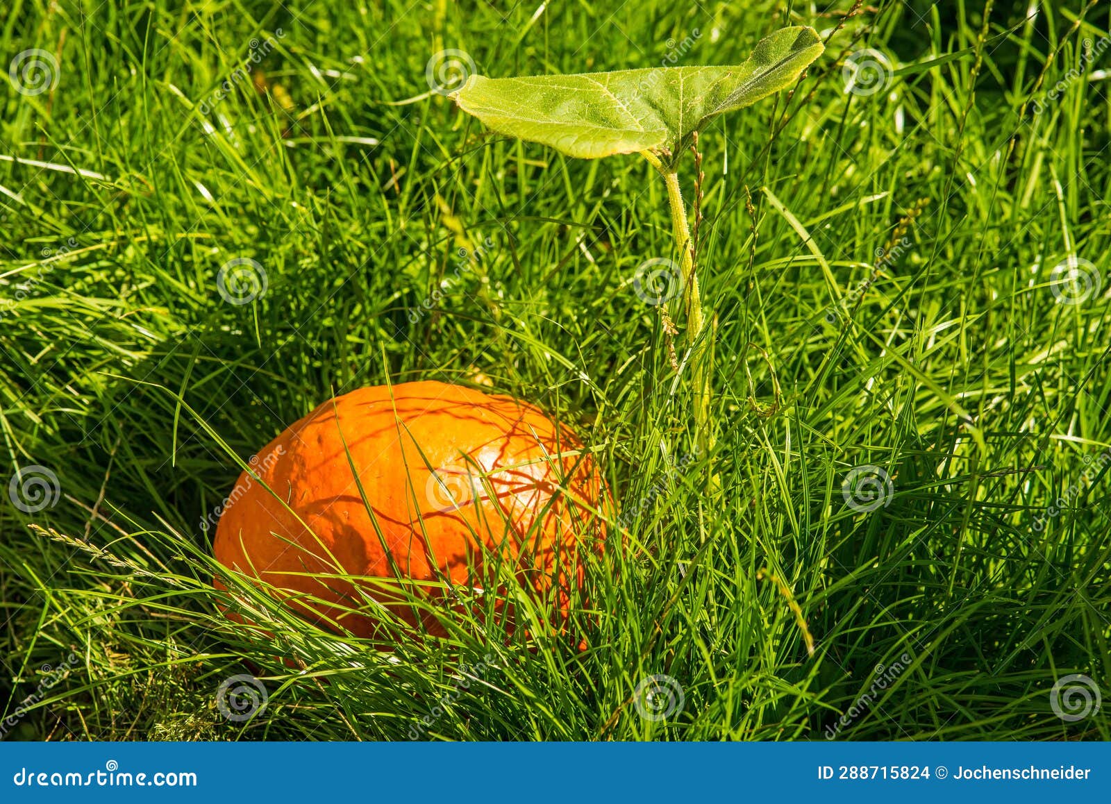 Hokkaido, Plant with Ripe Fruit in Summer Stock Photo - Image of summer ...