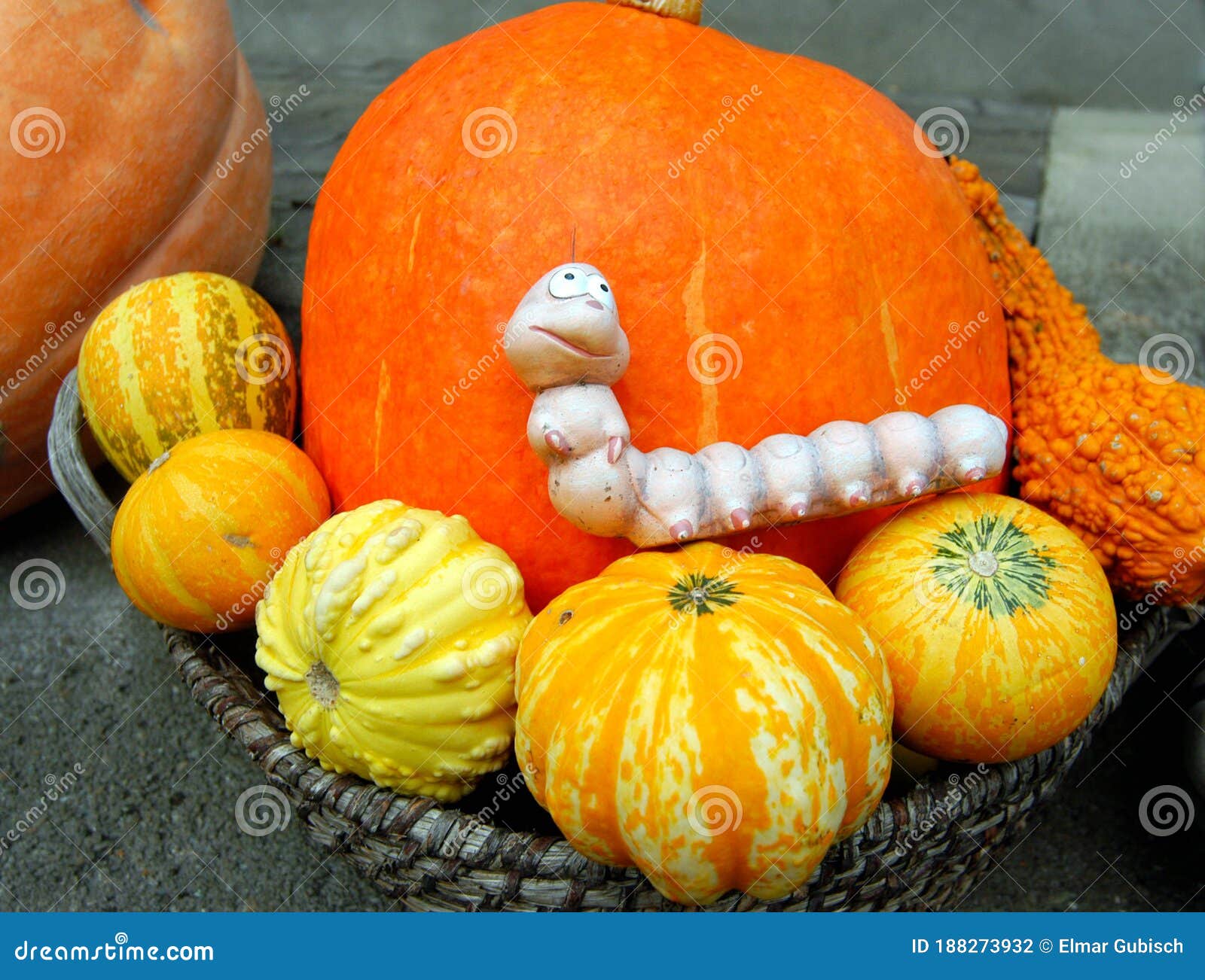 Hokkaido Pumpkin, Red Kuri Squash Stock Photo - Image of varieties ...