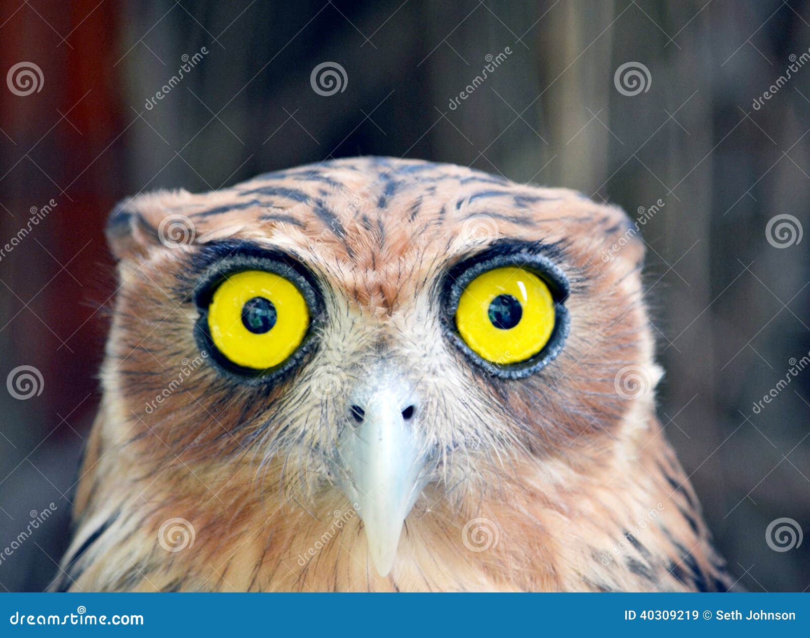 Hola imagen de archivo. Imagen de filipino, suroriental - 40309219