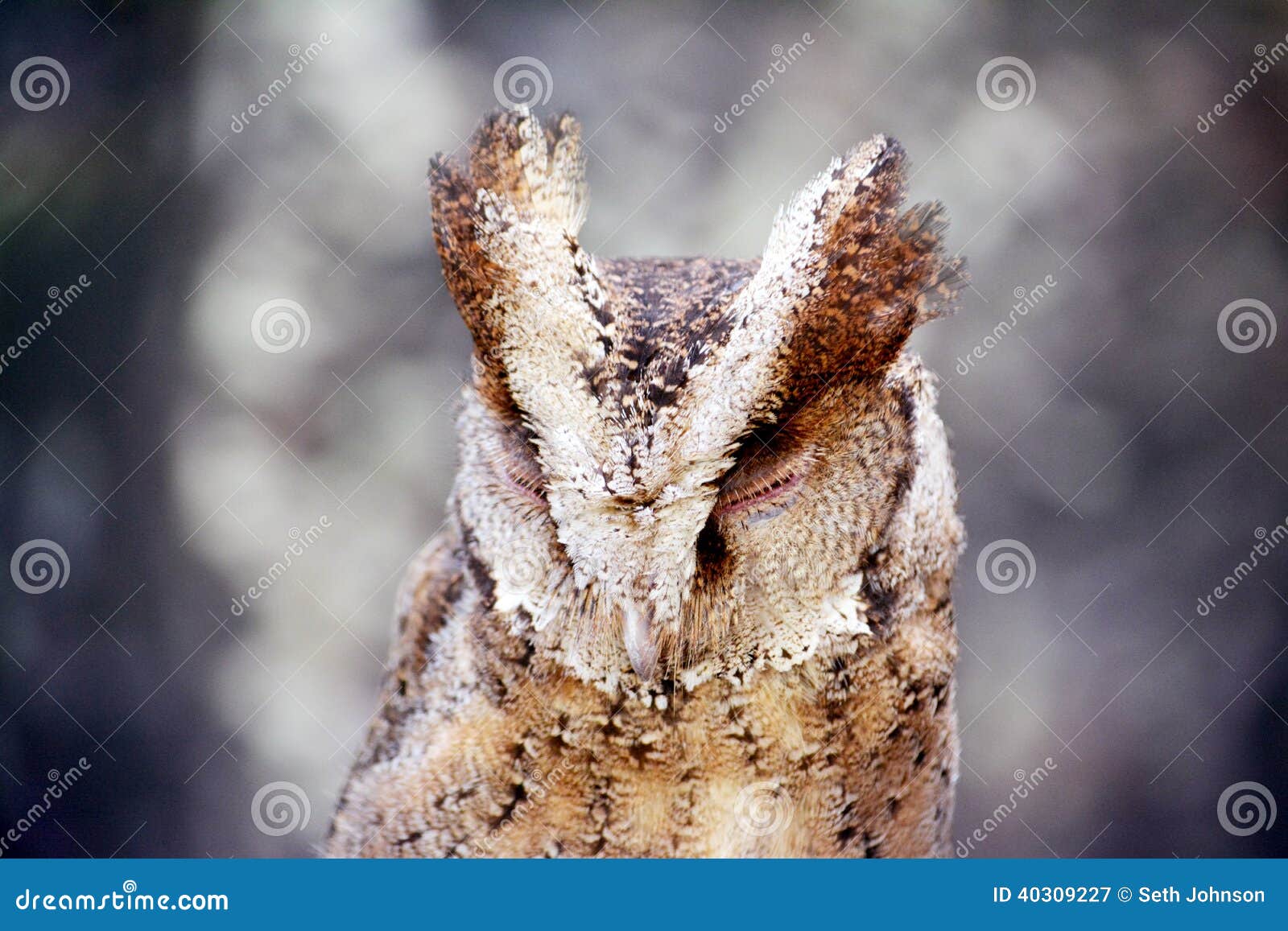 Hola imagen de archivo. Imagen de atontado, amplio, buho - 40309227