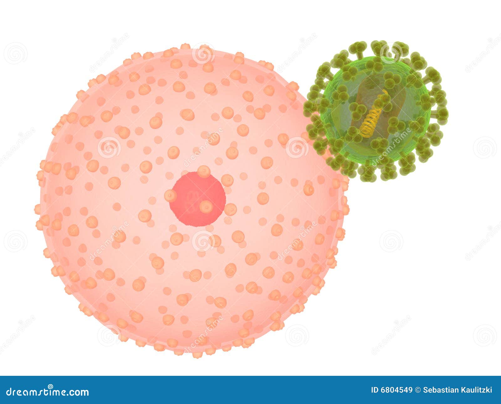 Hola Célula Infectada Virus Stock de ilustración - Ilustración de ...