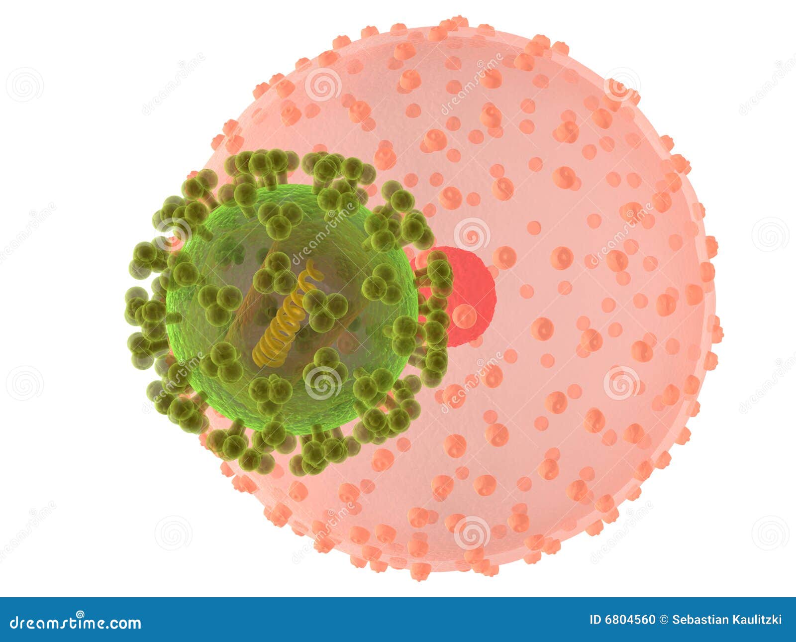 Hola célula infectada virus