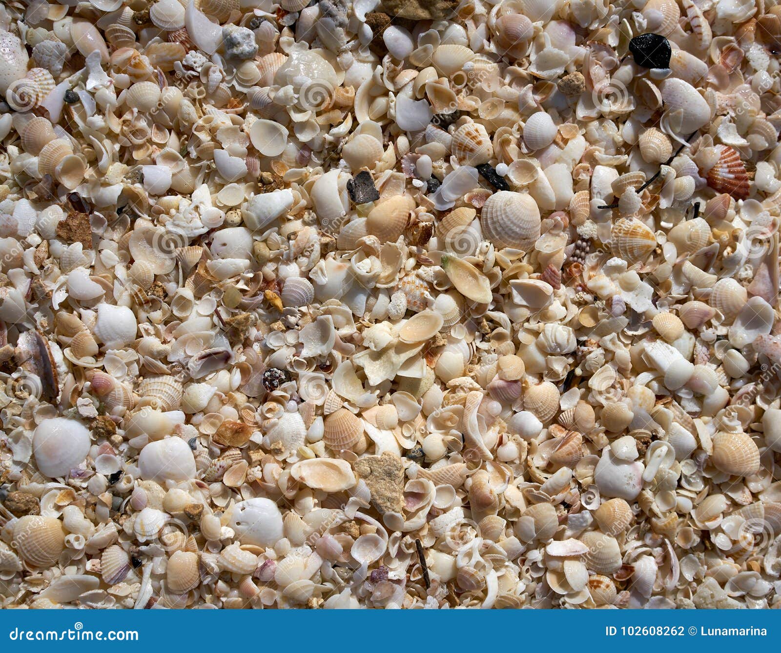 Holbox Beach Shells Sand Mexico Stock Photo - Image of mexican, maya ...