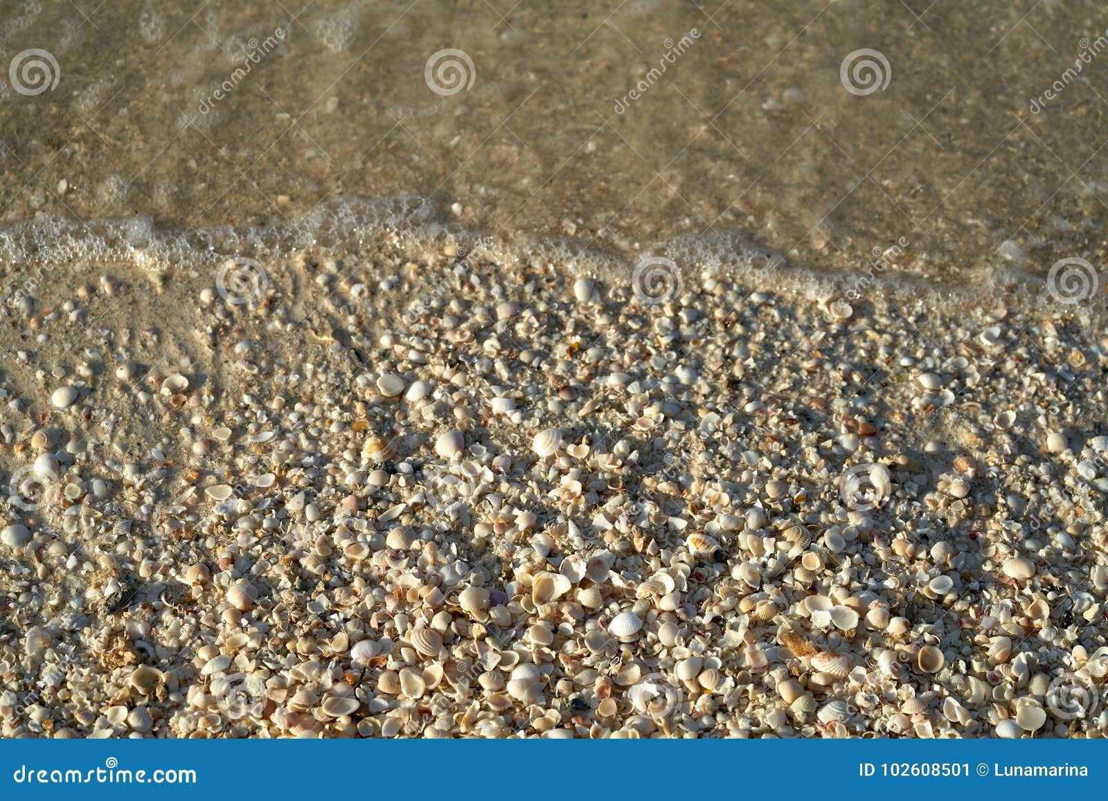 Holbox Island Beach Shells Sand Texture Royalty-Free Stock Photography ...